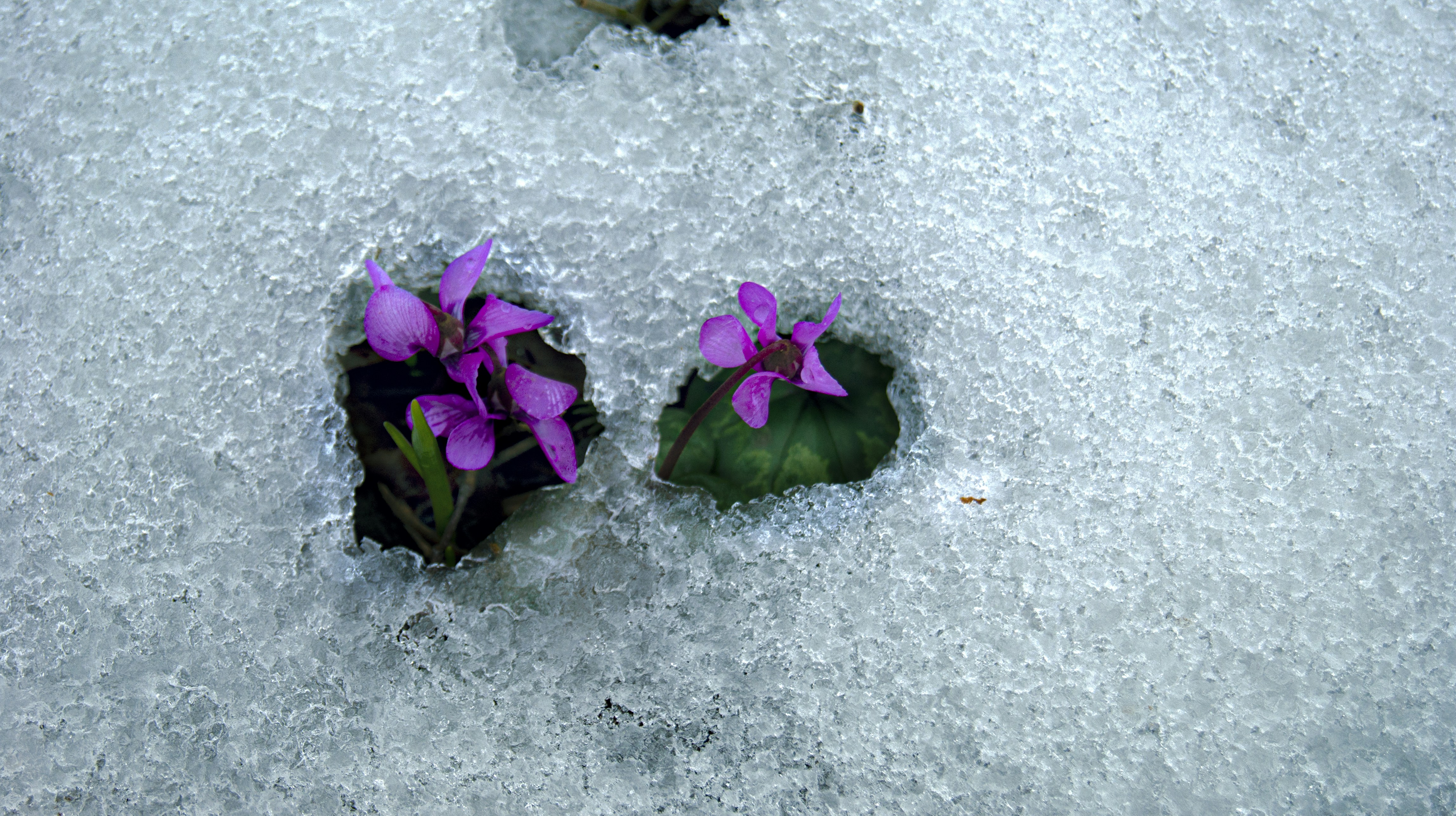 Purple blooms Breaking Through Icy Veil