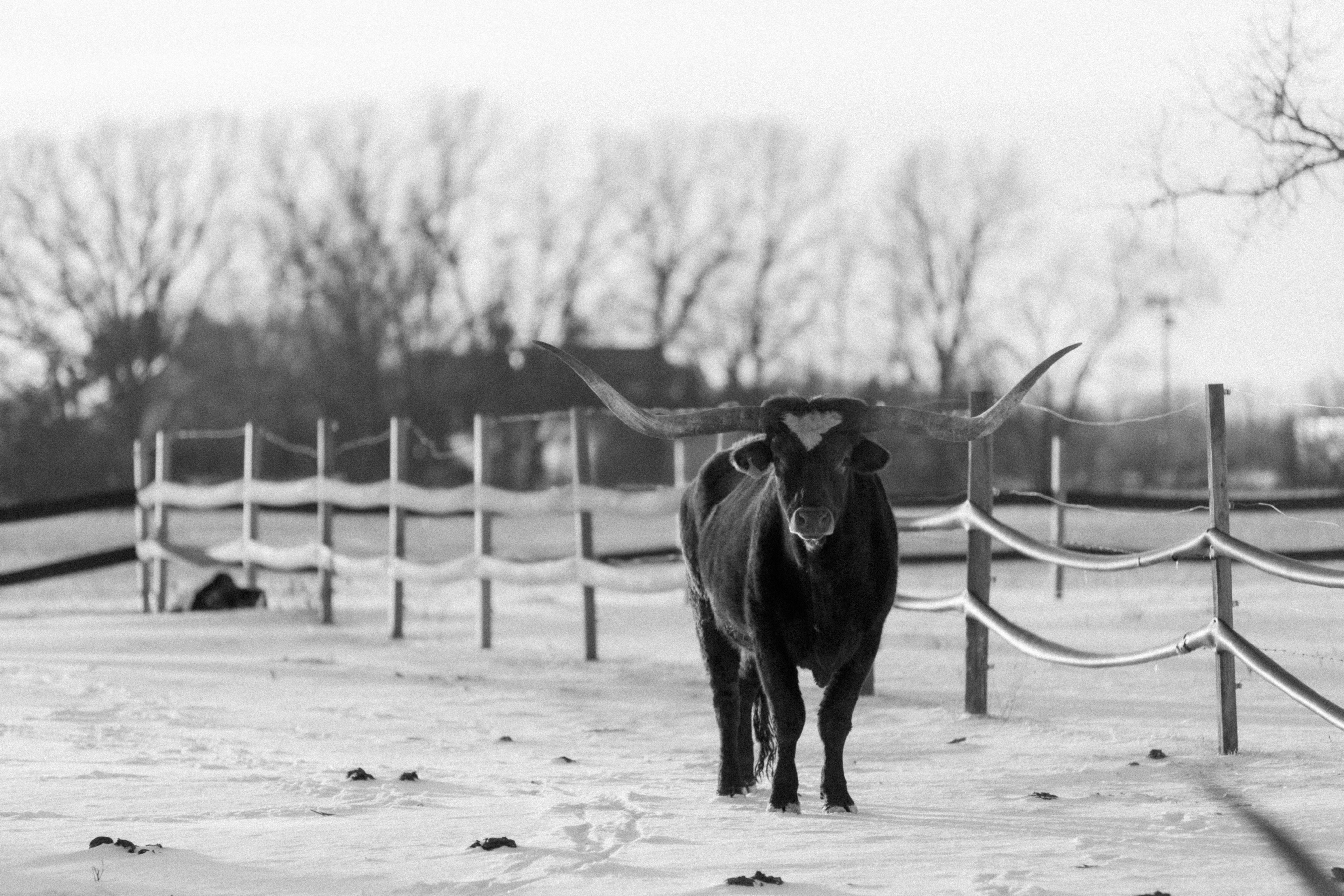A black and white photograph of a longhorn steer standing in a snowy field, framed by a rustic fence and bare trees in the background.