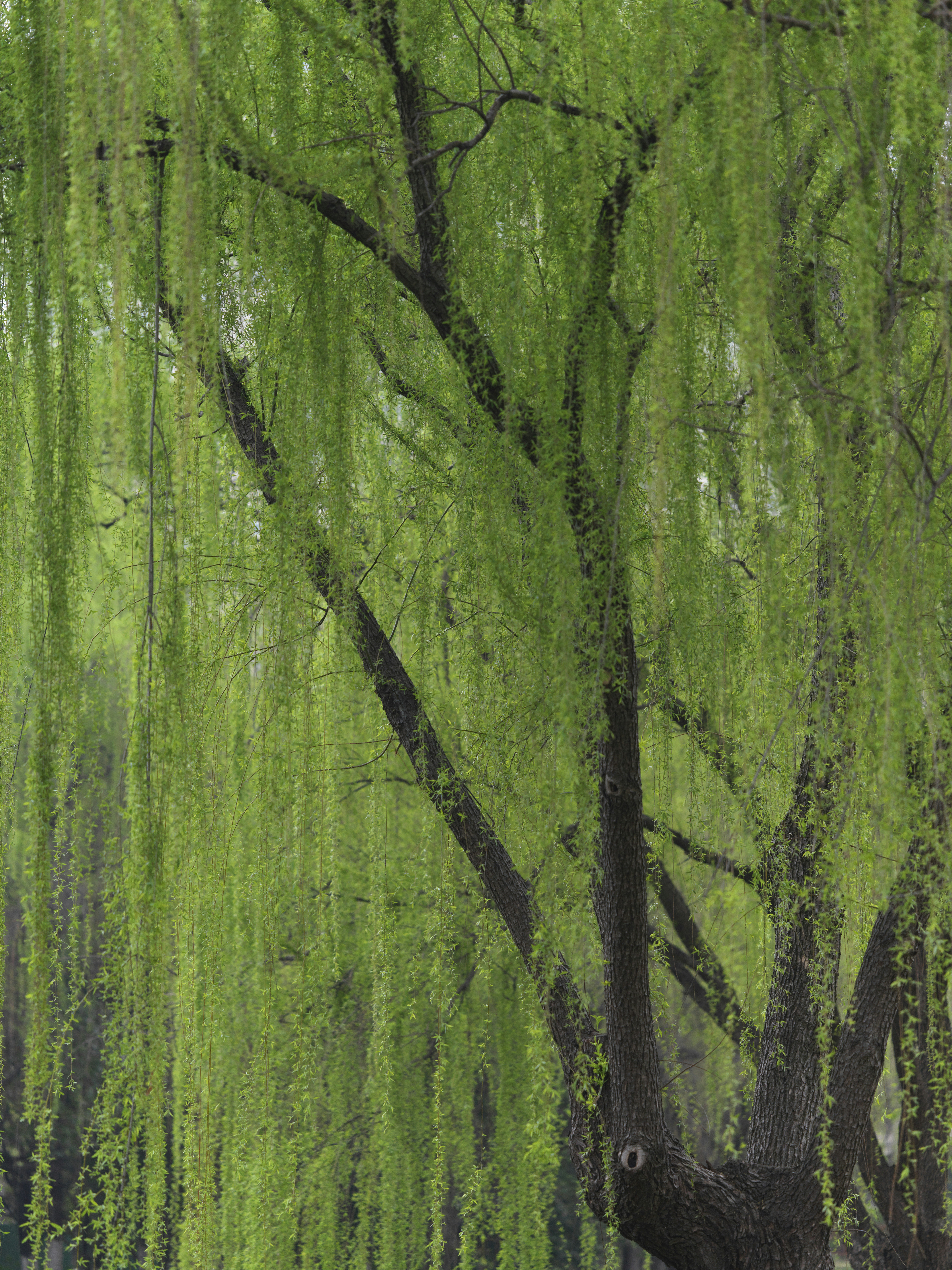 Graceful weeping willow branches adorned with vibrant green leaves sway gently in the breeze, creating a serene atmosphere.