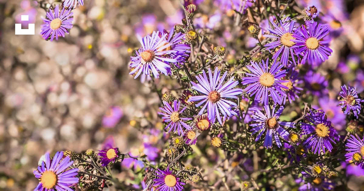 A Small White Butterfly Sitting On A Purple Flower Photo Free Plant Image On Unsplash