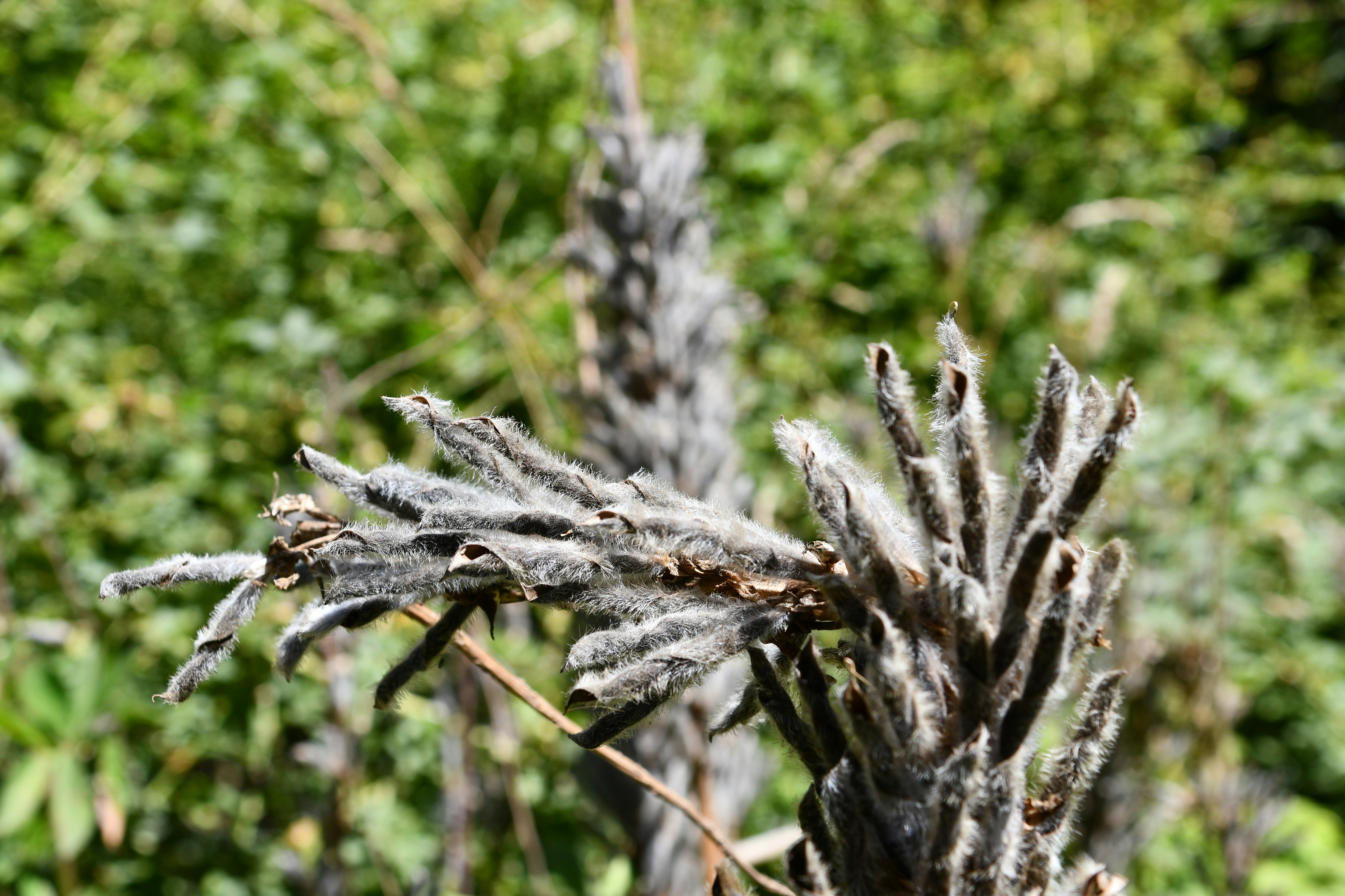 Silver Tufts in a Green Blur: A Close-Up of Dried Seed Heads