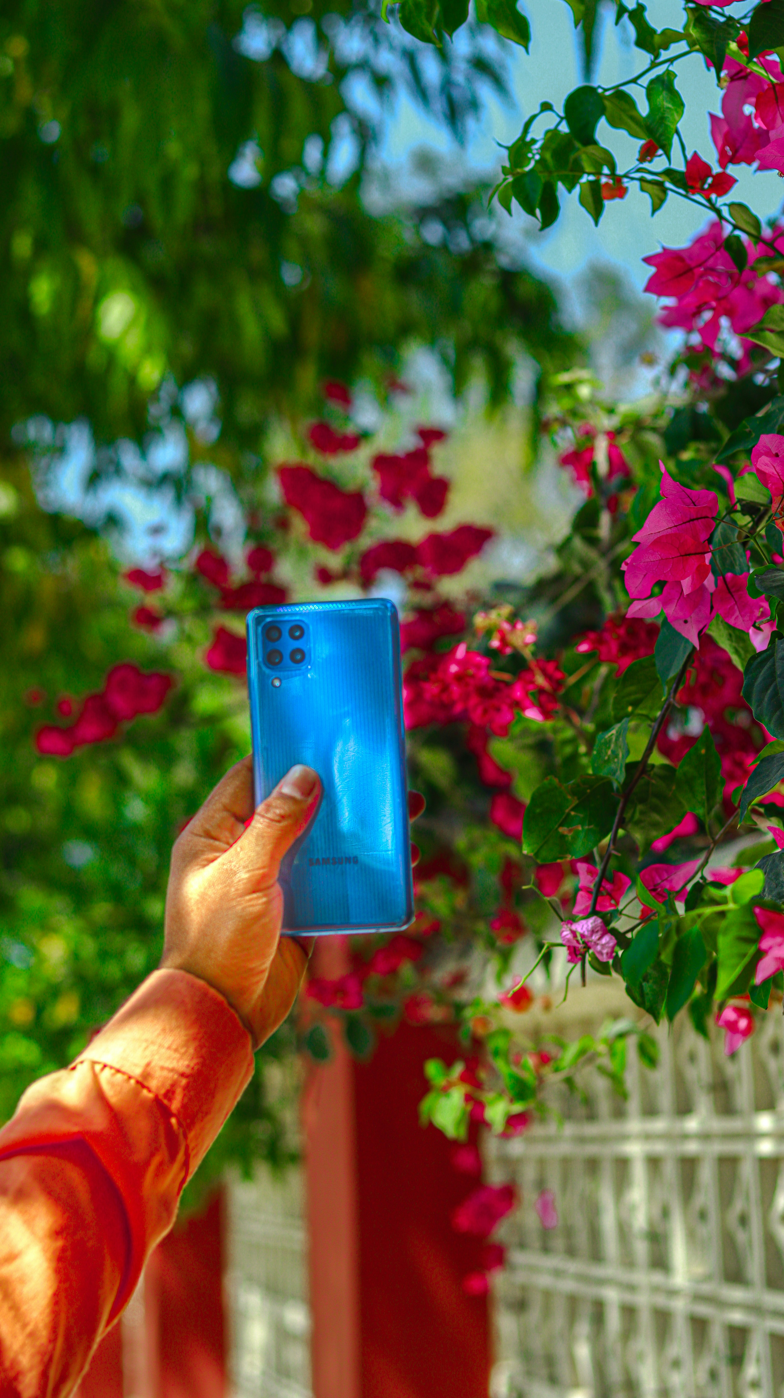 Azure Phone in a Burst of Pink Bougainvillea