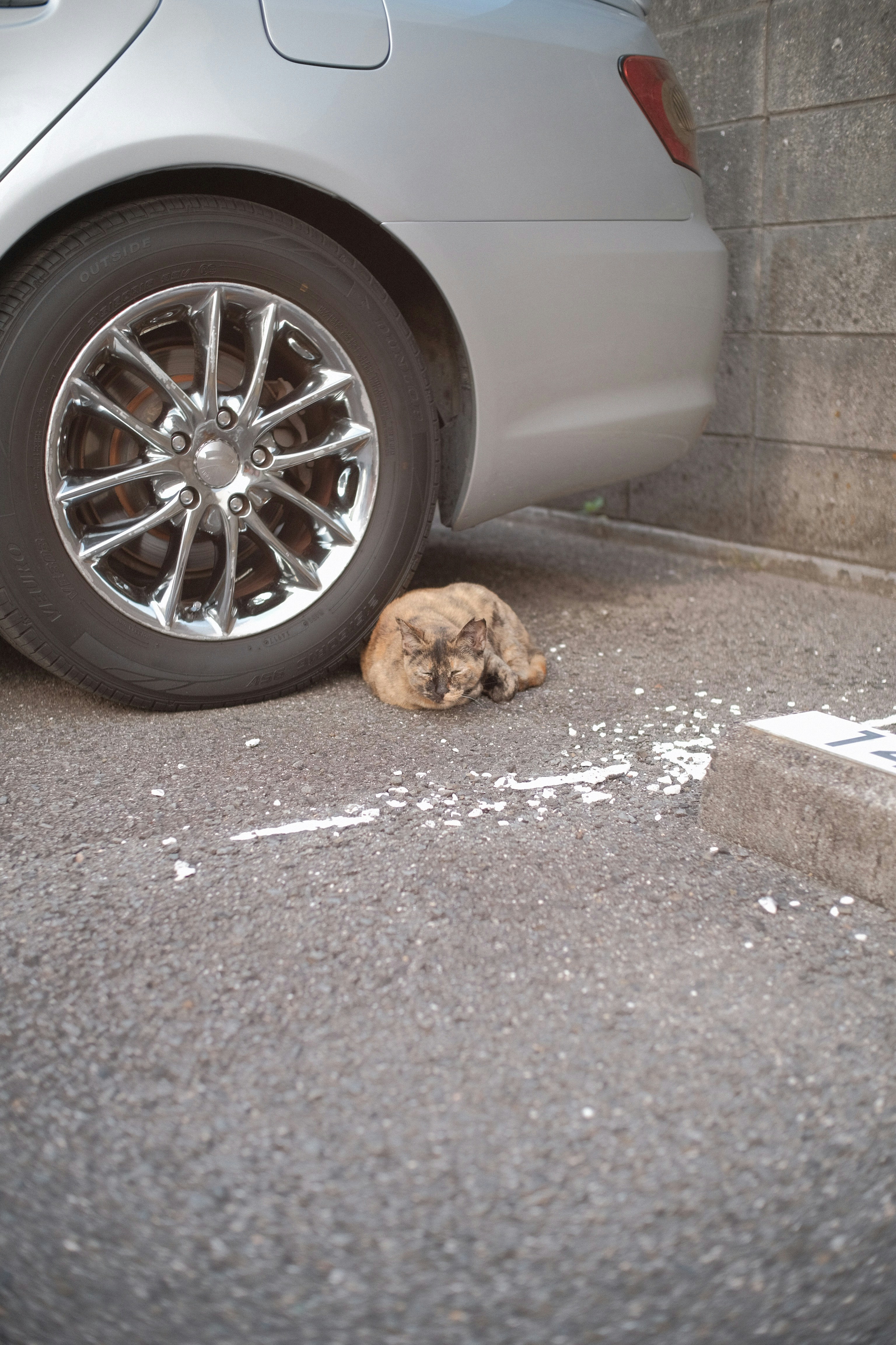 Resting in the Shade: A Car’s Shadowed Quiet beside a Slumbering Cat
