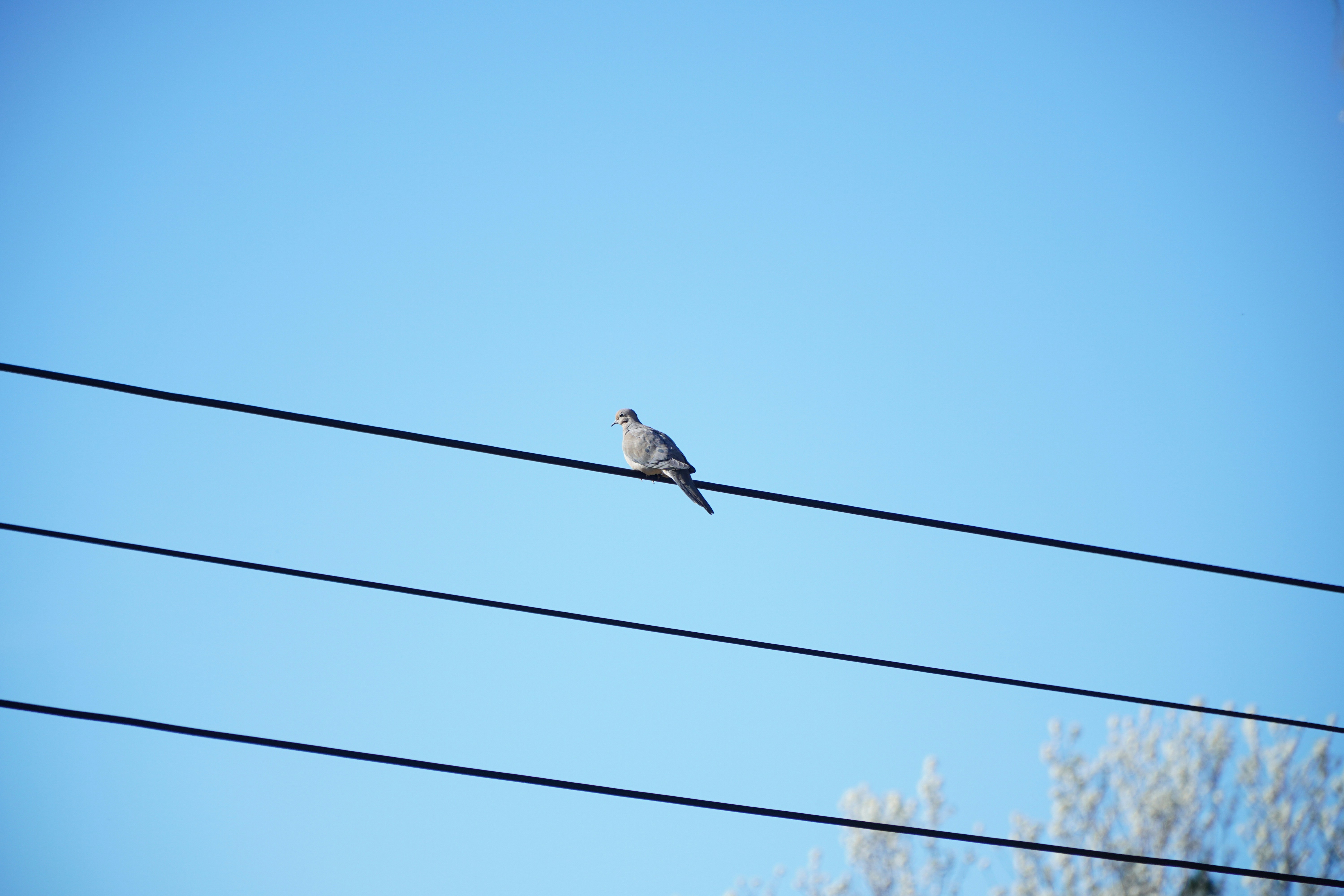 a bird sitting on a wire with a blue sky in the background