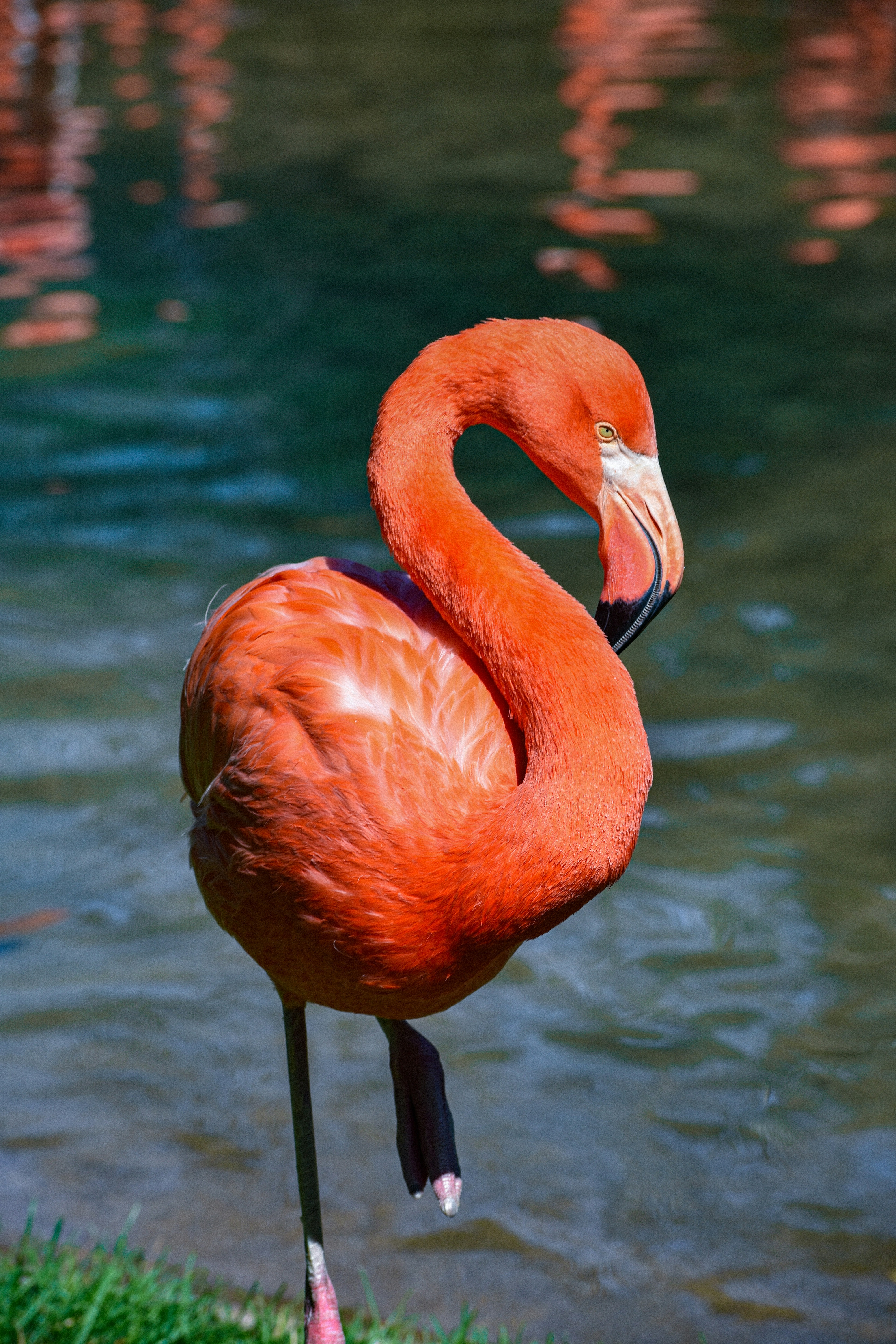 Real Flamingos Standing