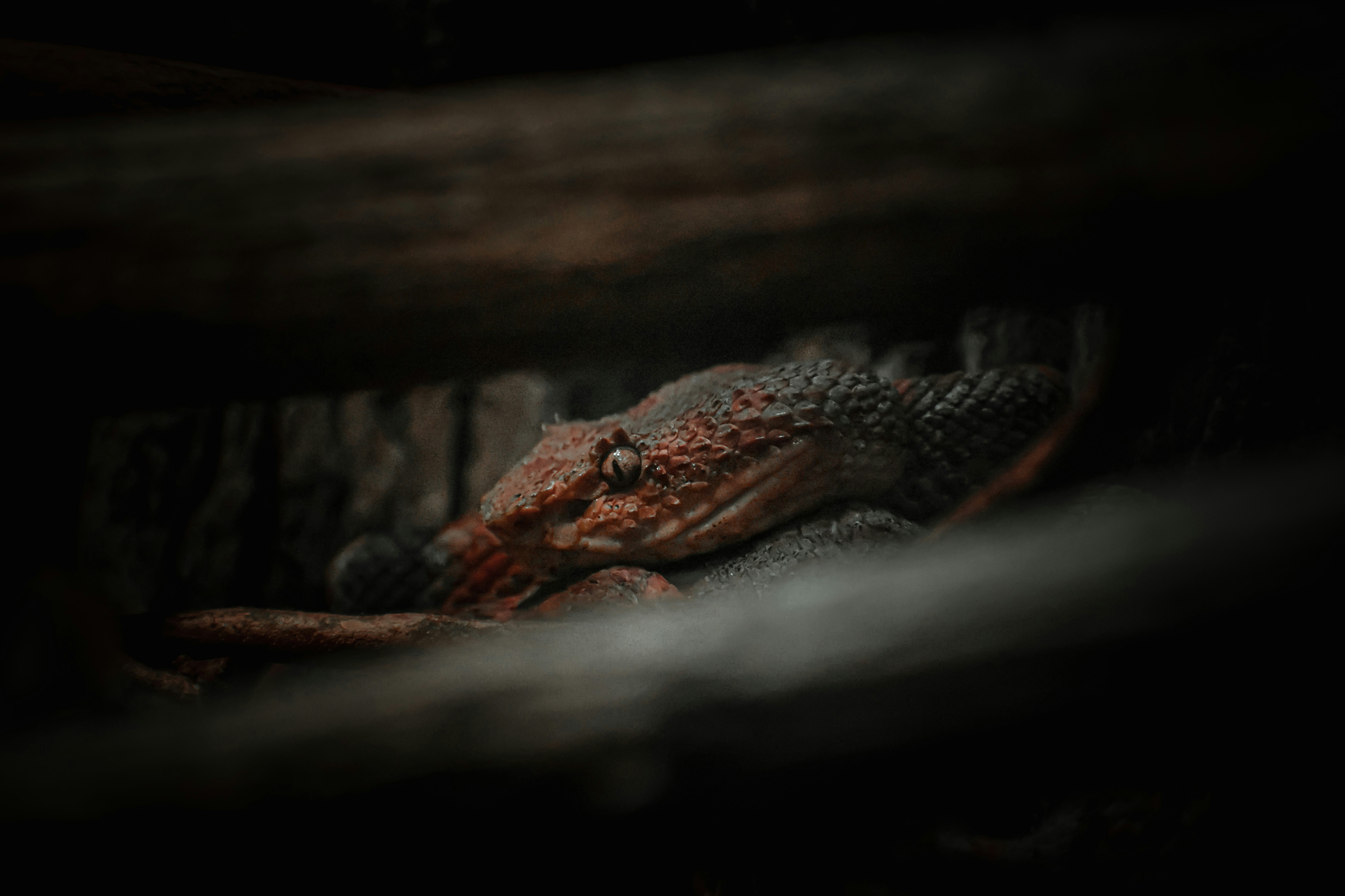 Hidden Crocodile Eye: A Peek Through the Darkness
