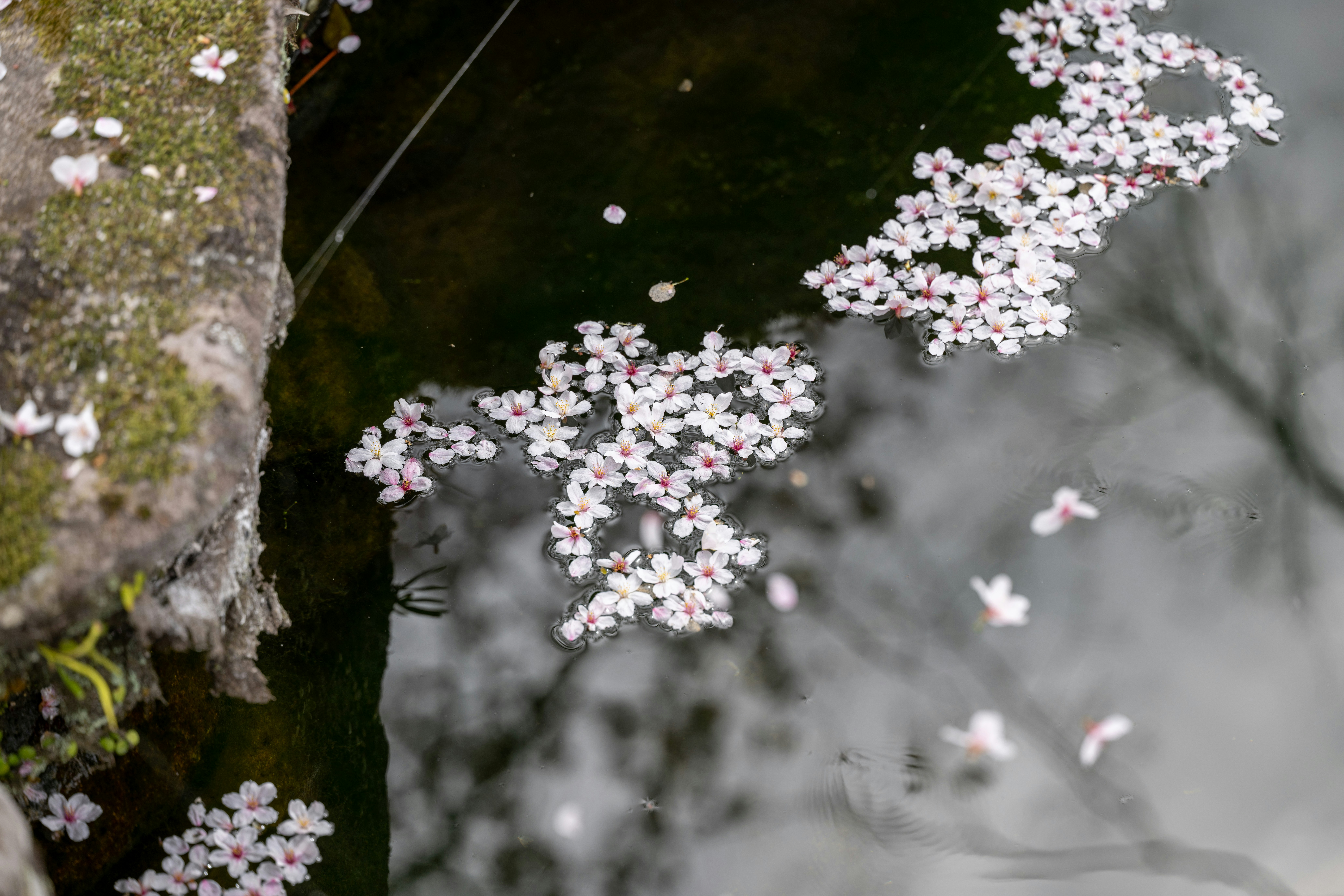 Petals Drift on a Shadowed Pond Edge