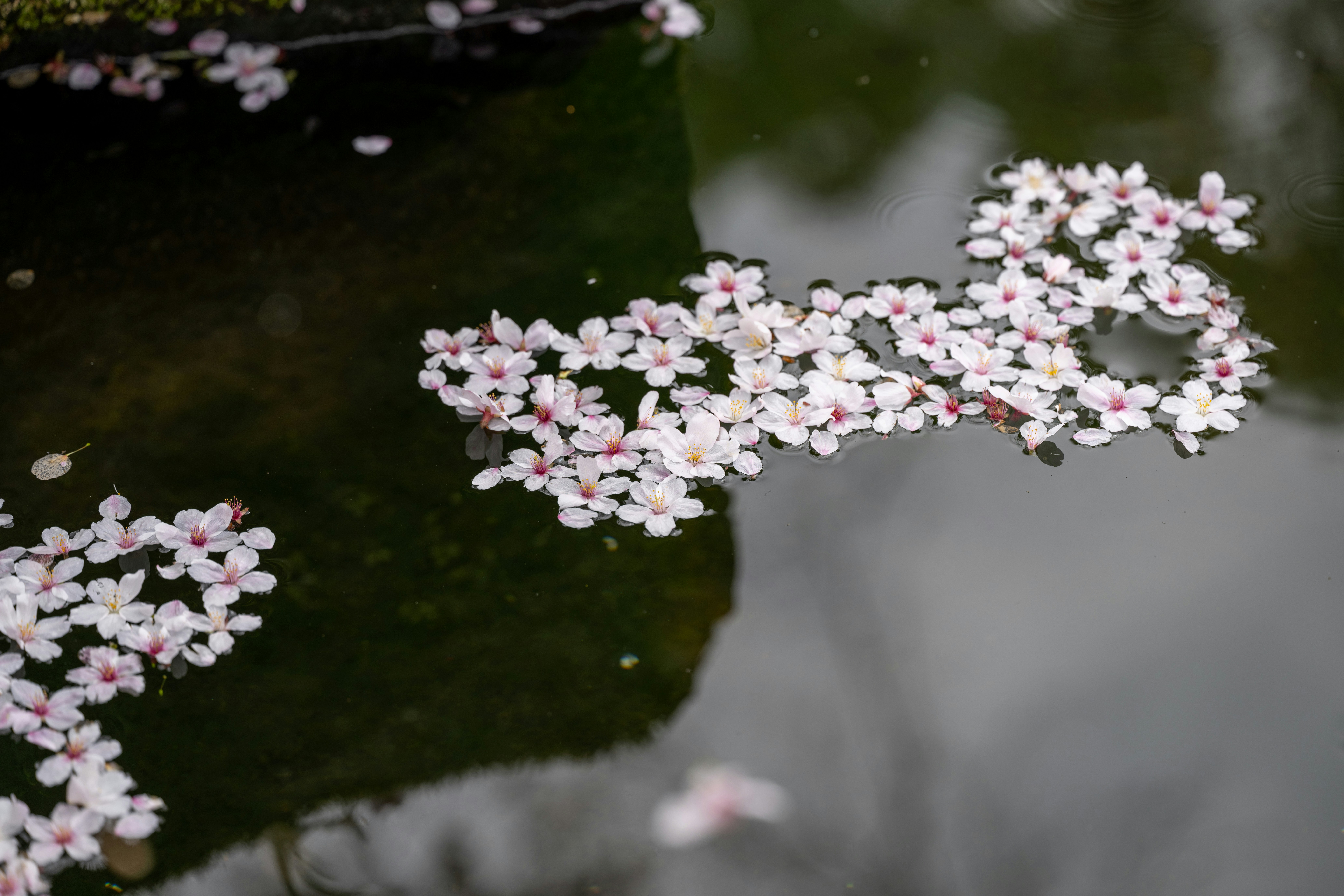 Pink Petal Mosaic Drifts Across a Quiet Pond