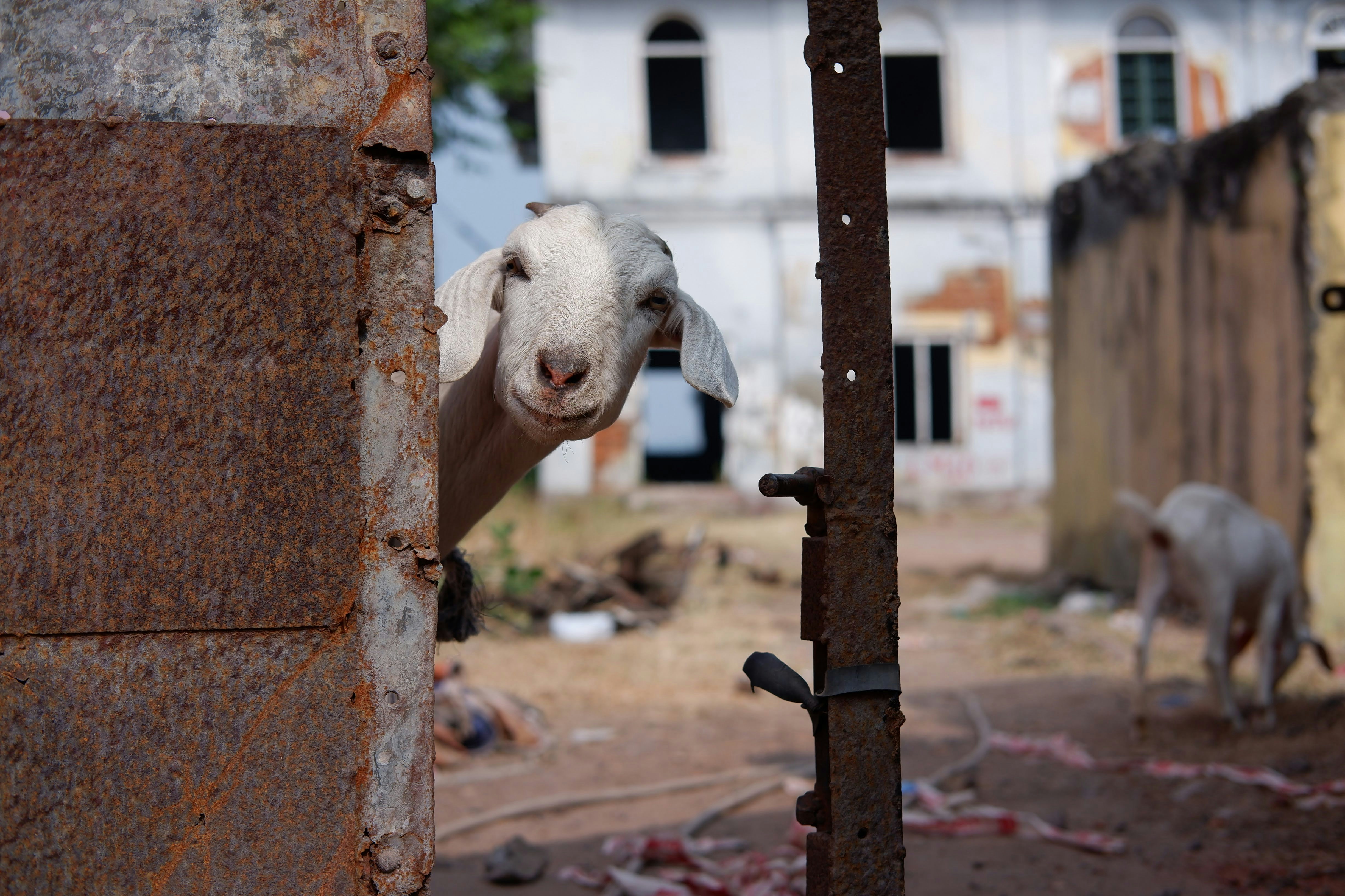 Curious Goat Peeking Through a Rural Gate
