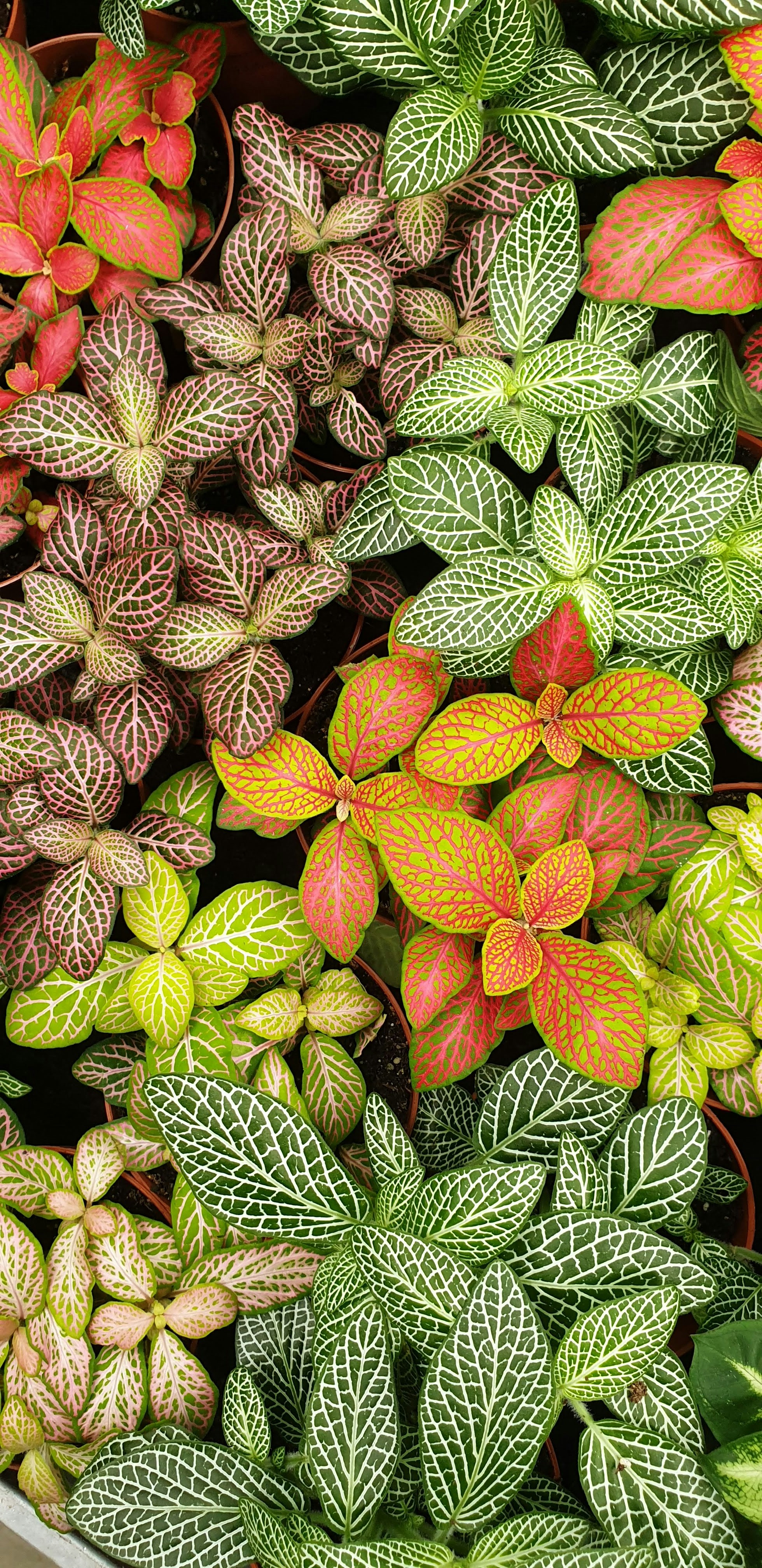 Foto Un grupo de piñas – Imagen Vistoso gratis en Unsplash