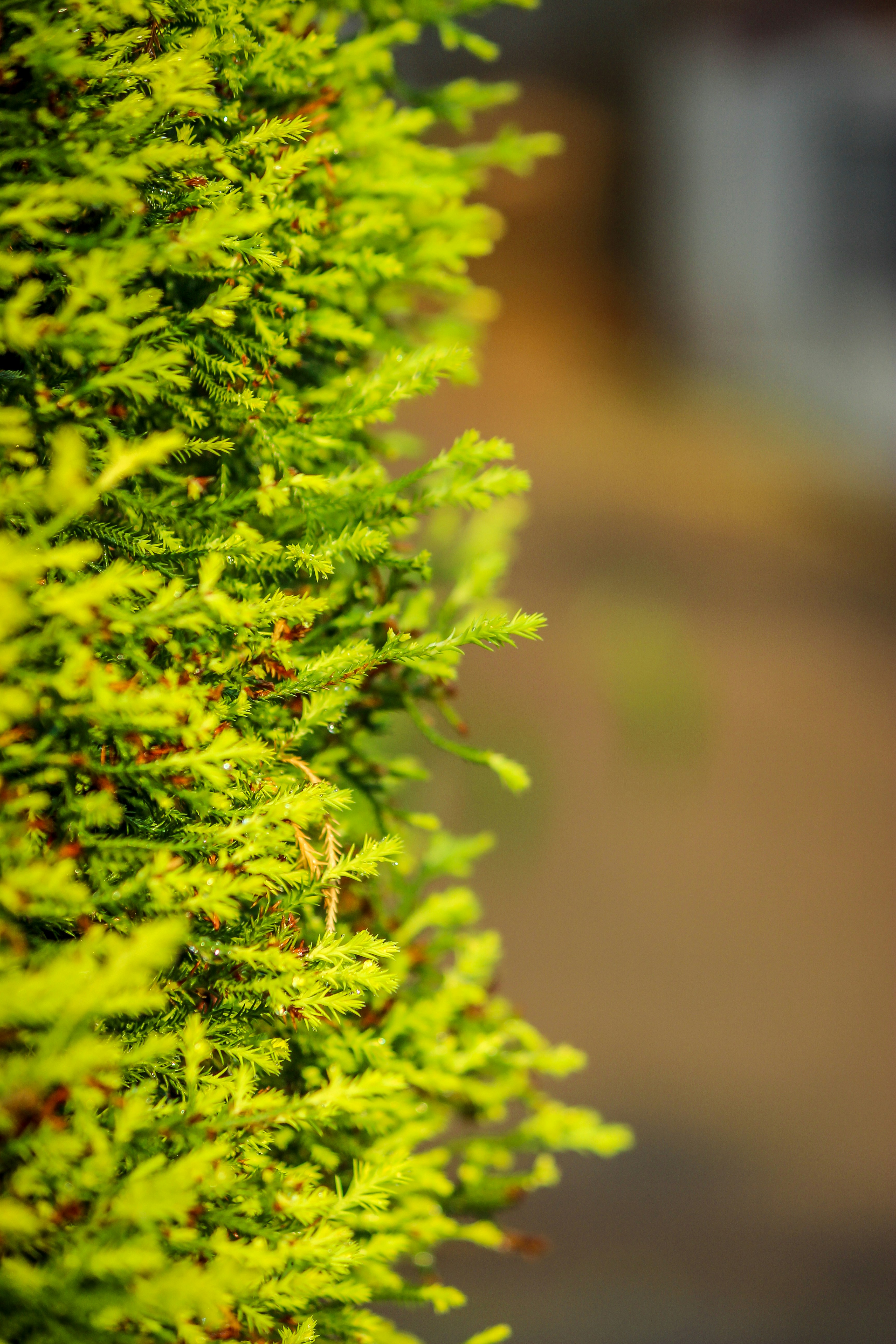 Cascading Greenery in Sharp Focus, Blurred Corridor