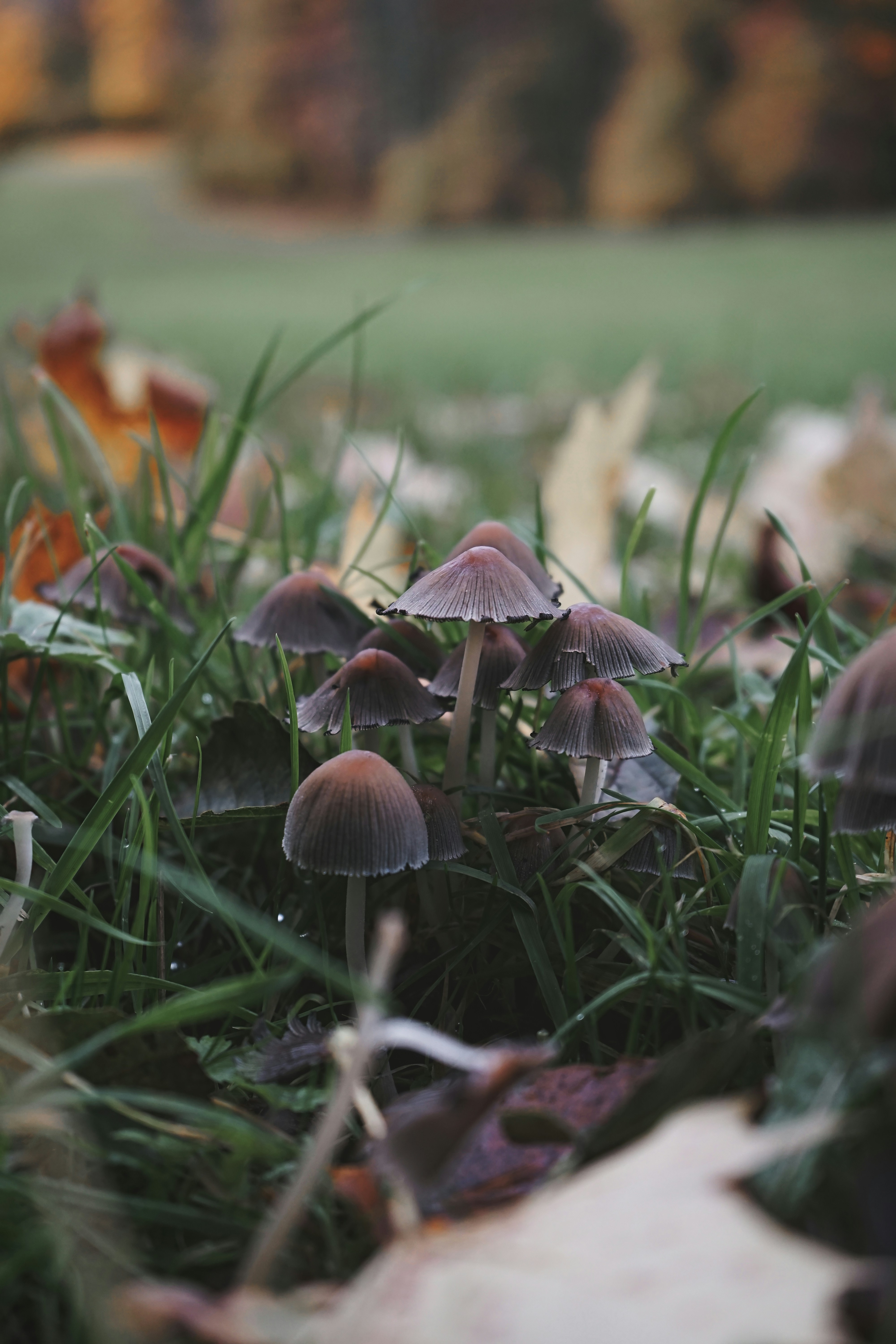 a group of mushrooms growing in the grass