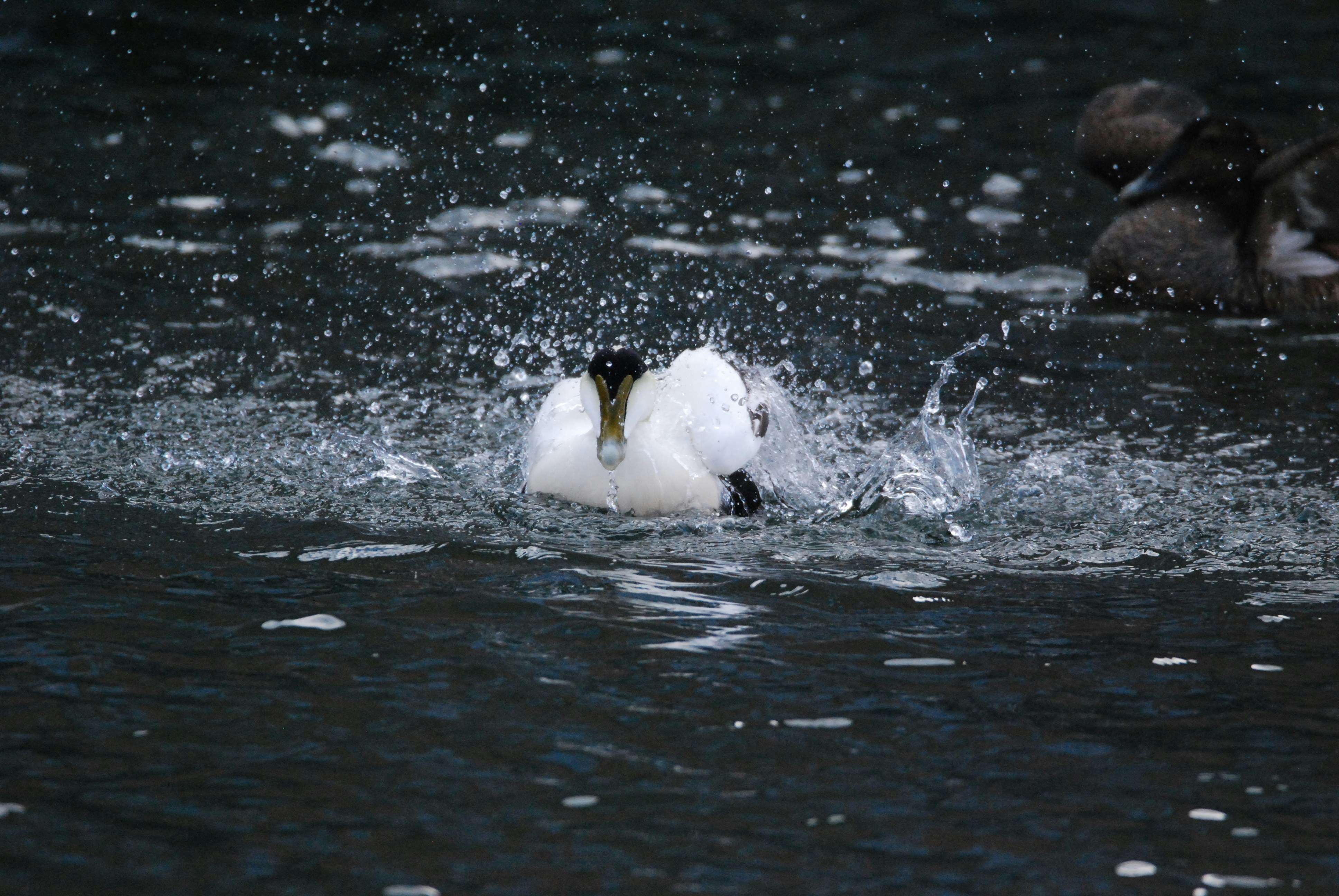 White Crest Breaks the Quiet: A Splashing Duck Captured in Dark Lake Waters