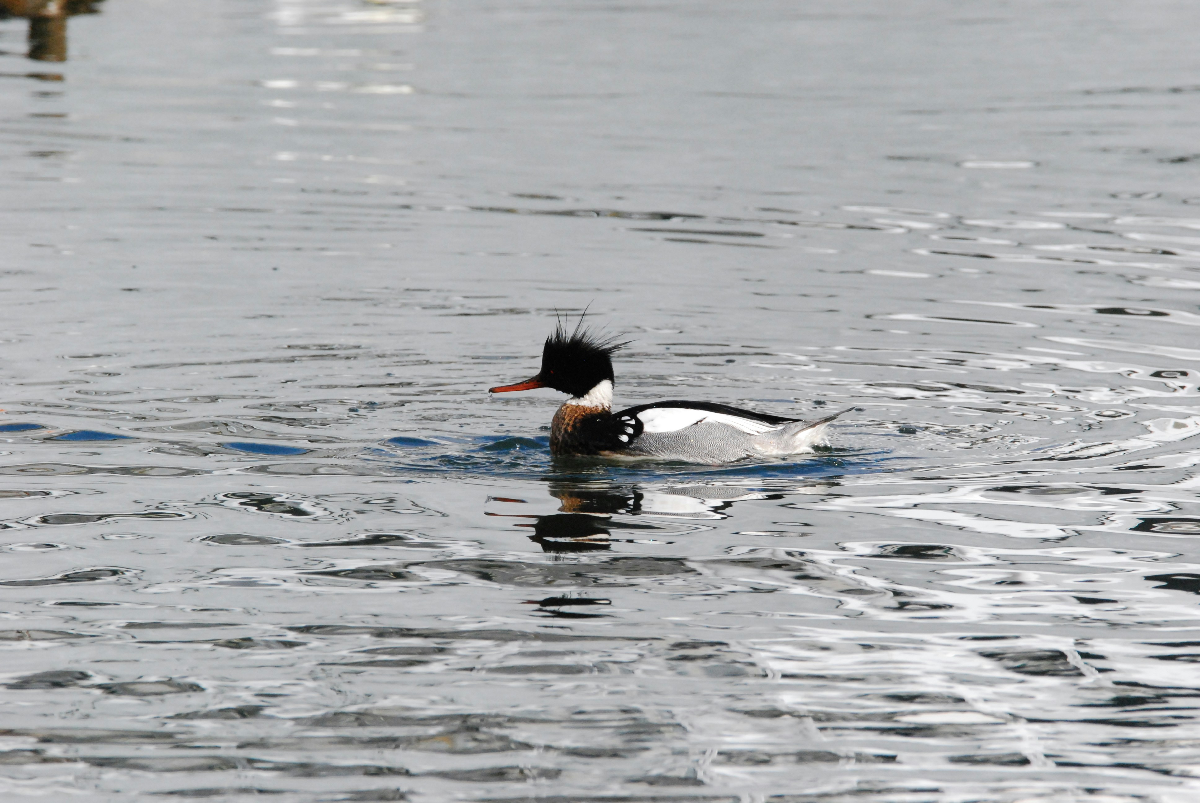 A male Merganser swimming gracefully across a rippling water surface, showcasing its distinctive plumage and striking crest.