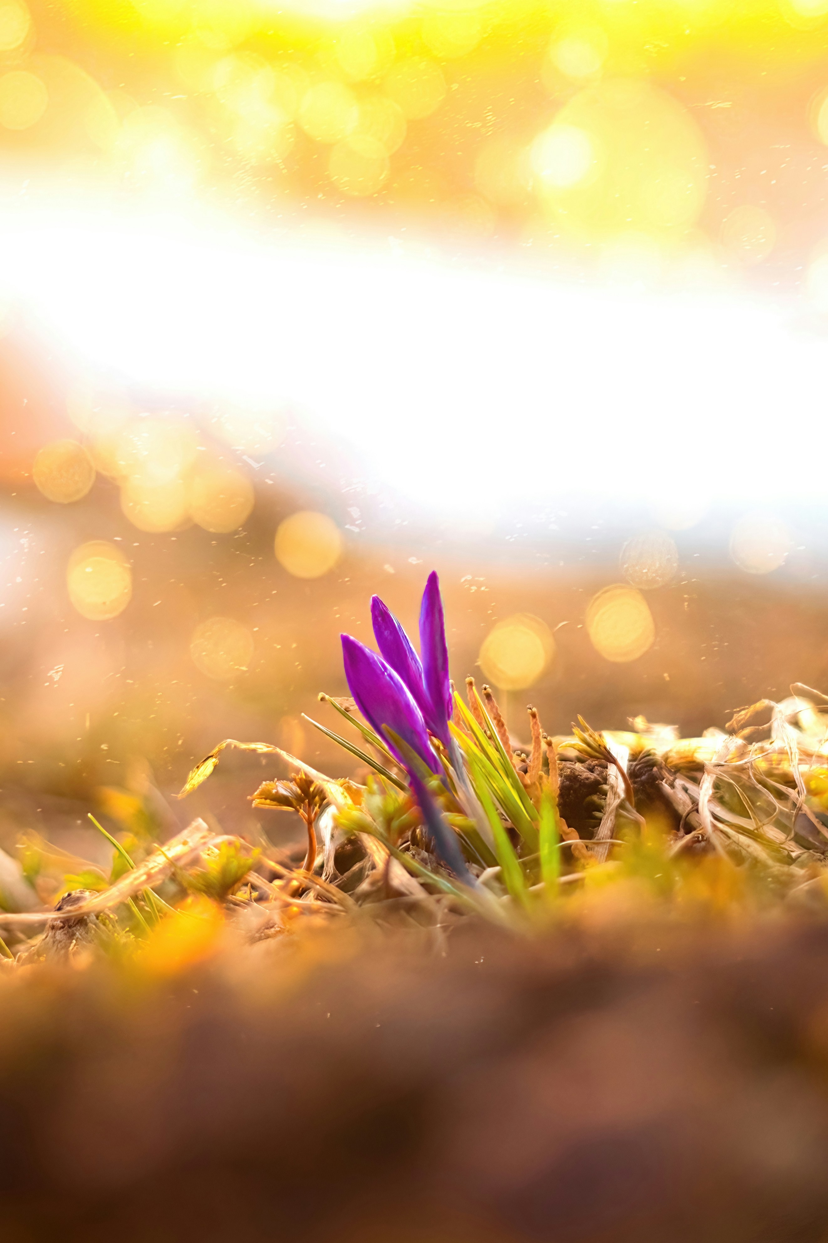 Purple Crocus Rising in Soft Sunset Light