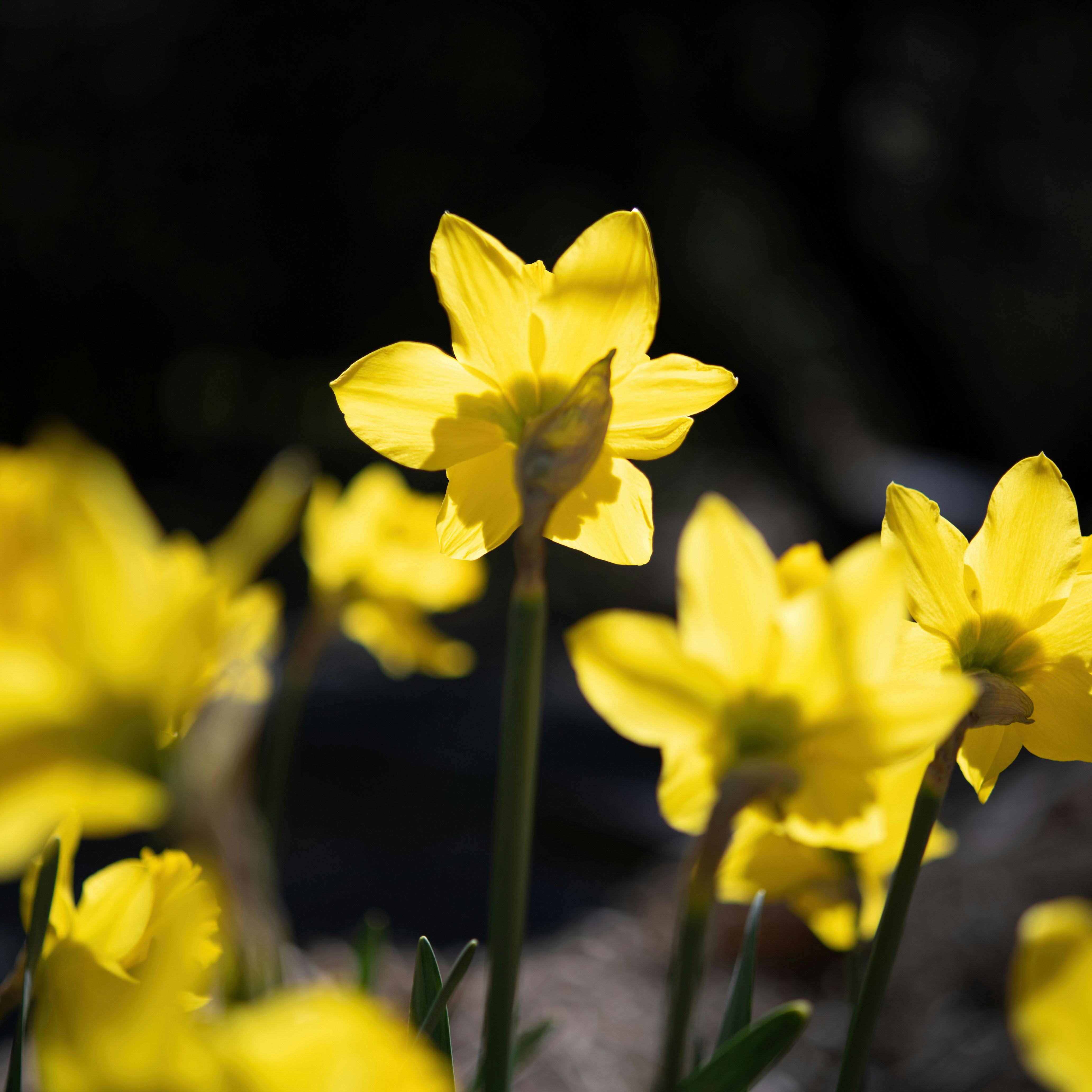 Vibrant yellow flowers reaching towards the sun, surrounded by soft greenery. The scene captures the essence of spring's awakening.