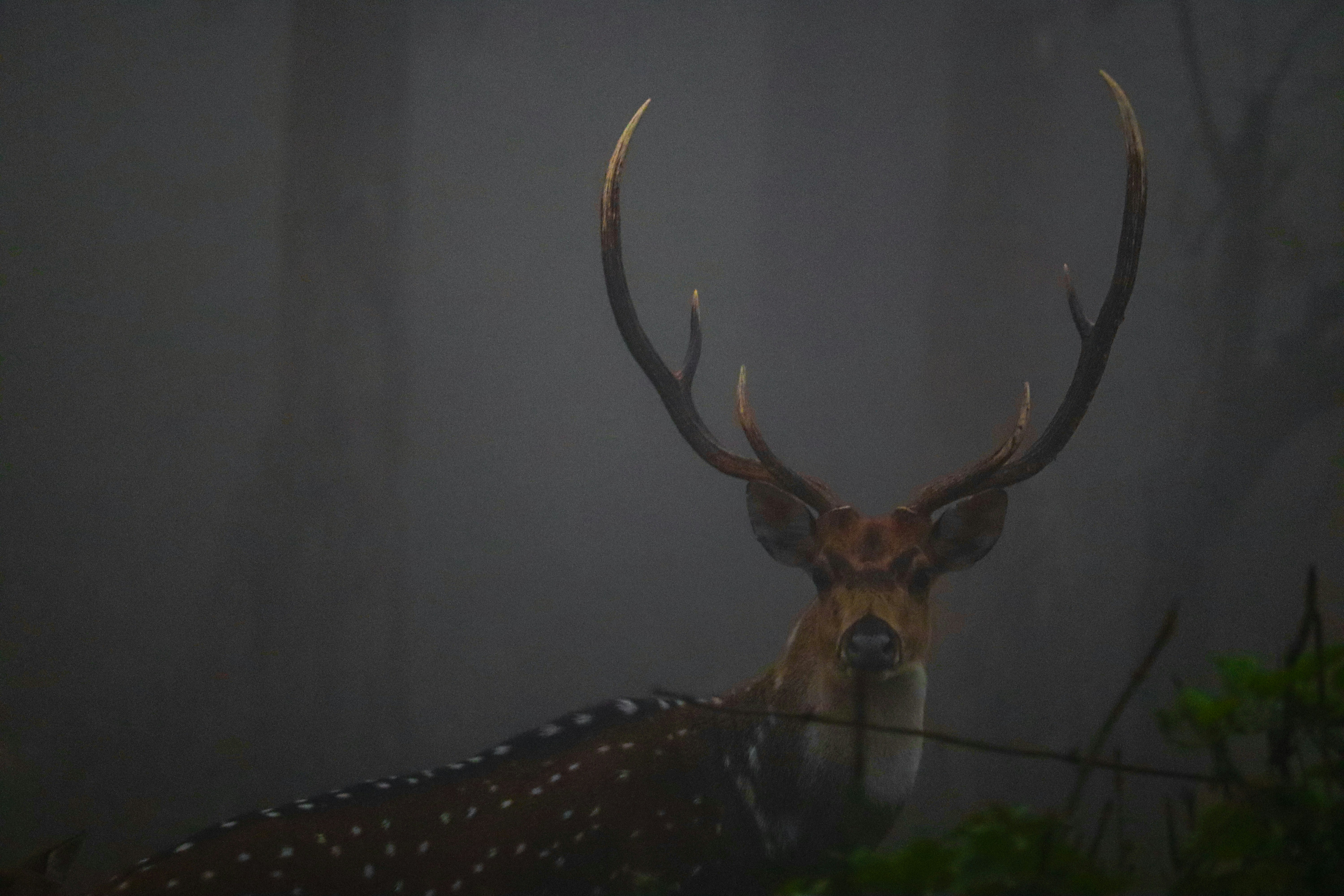 Dusky Stag Emerges Beneath the Mist