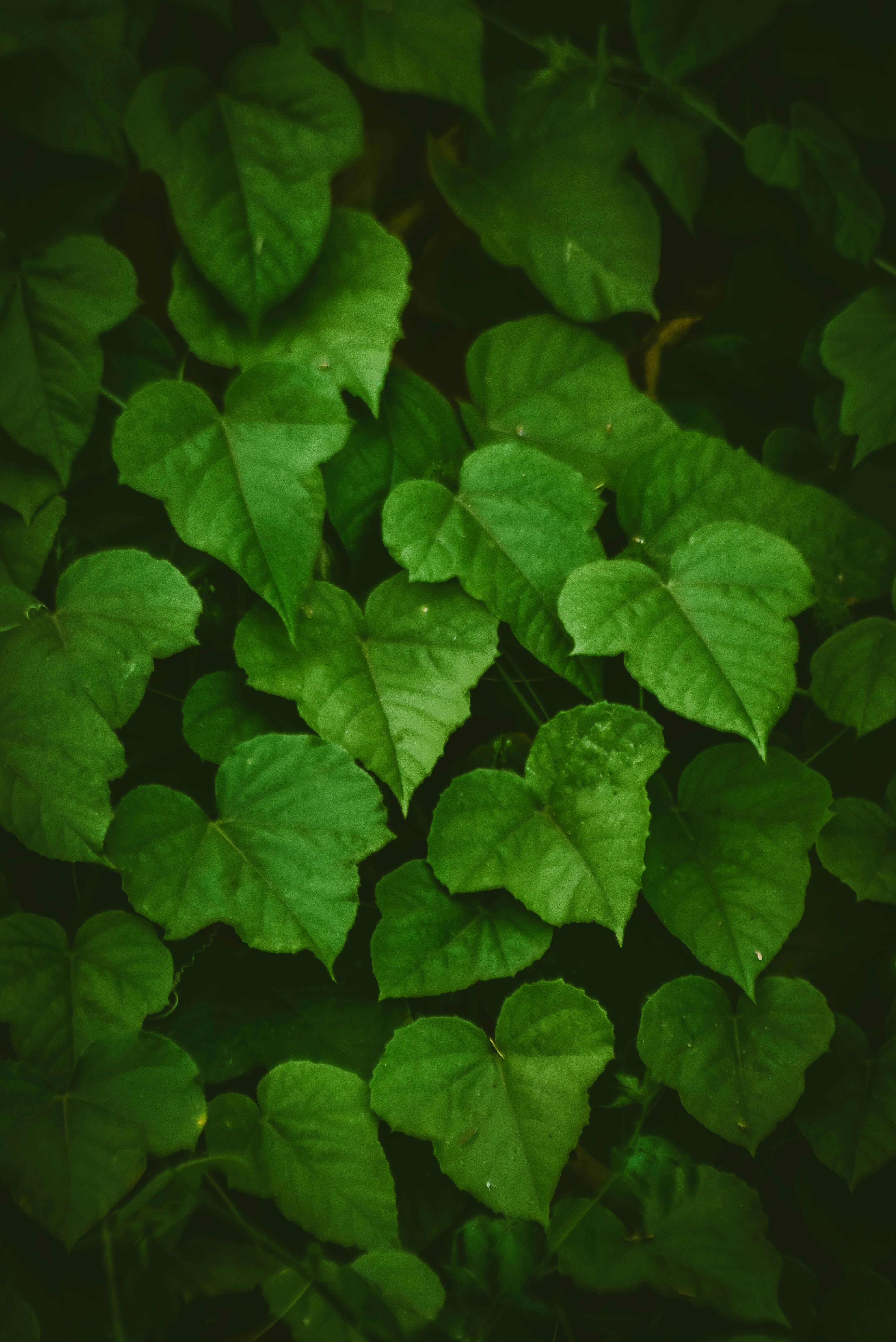 Vibrant green leaves create a lush carpet, showcasing the intricate patterns and textures of foliage. 