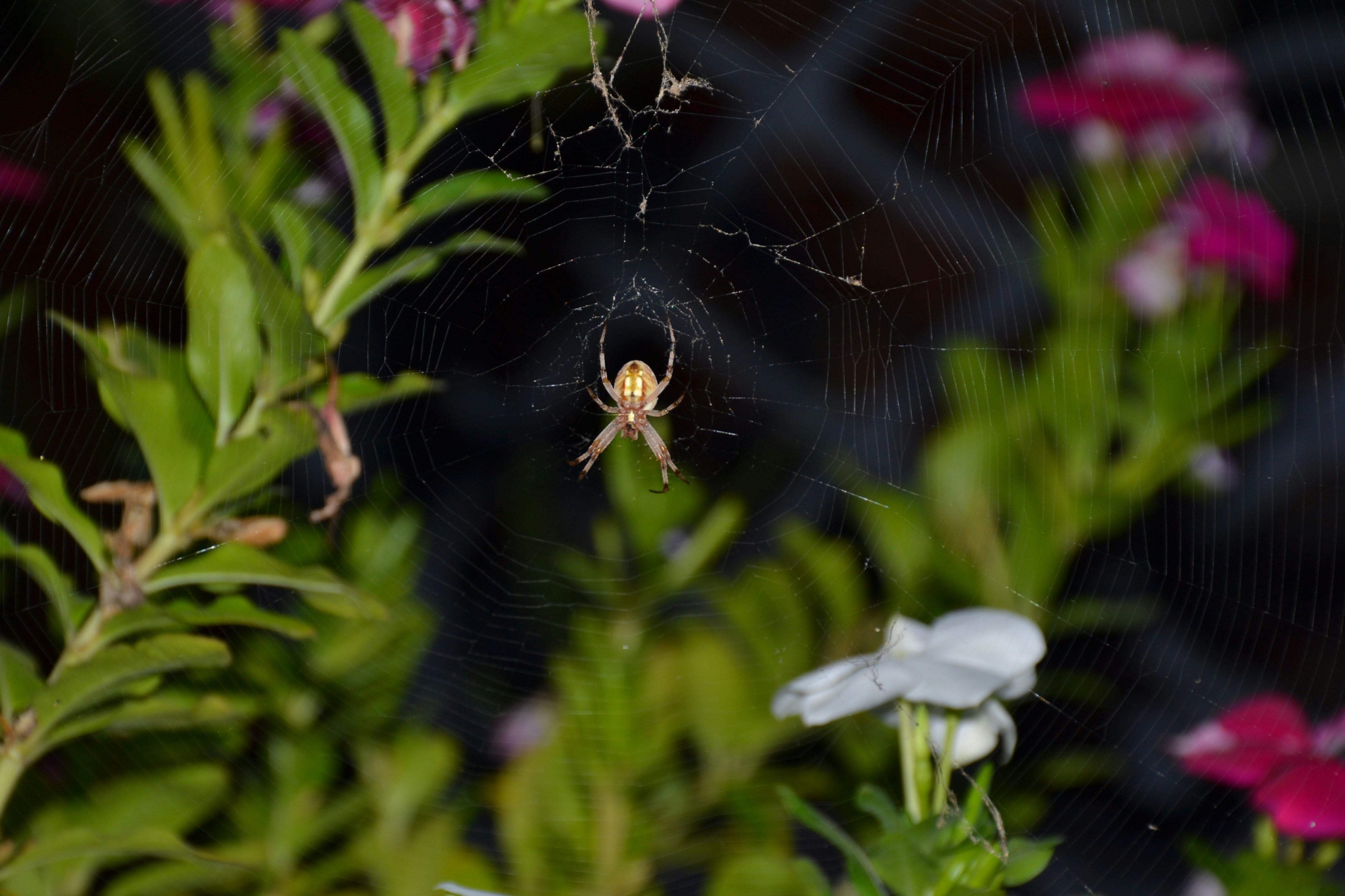 A spider meticulously weaves its web amid vibrant flowers, showcasing the delicate balance of nature's artistry.