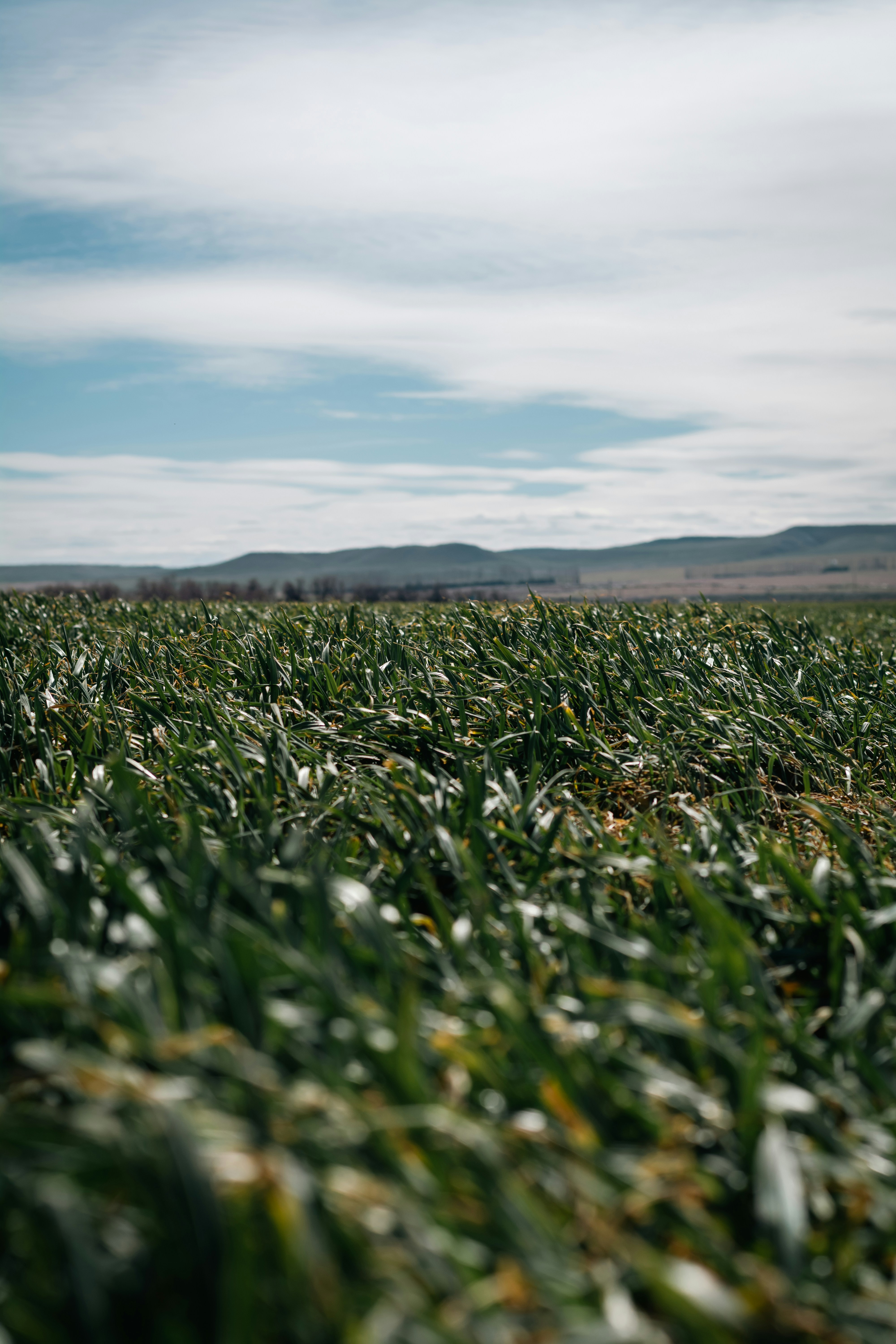 Emerald Rows Reaching Toward a Distant Ridge