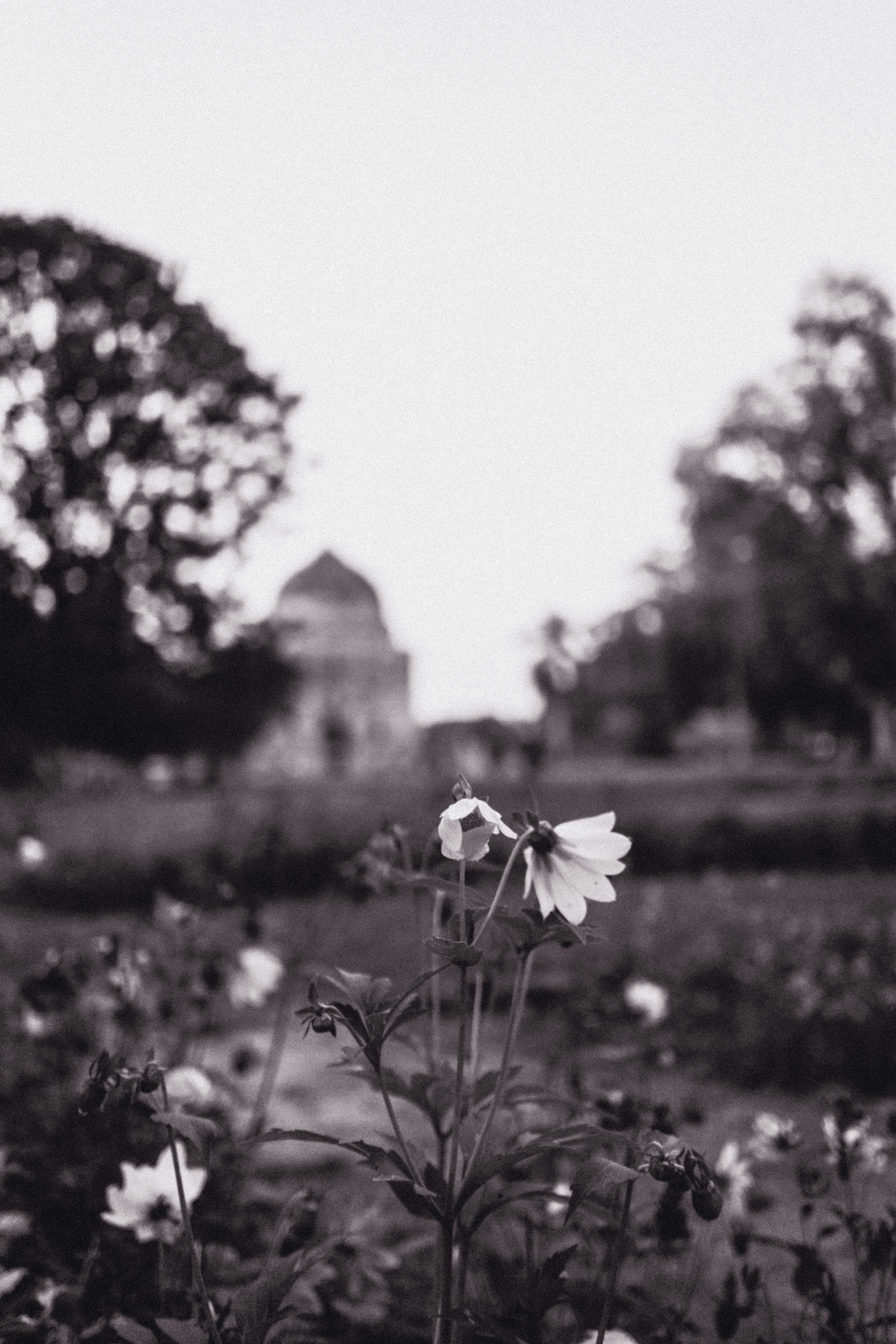 Garden in Soft Focus: A lone flower foreground with a distant domed structure