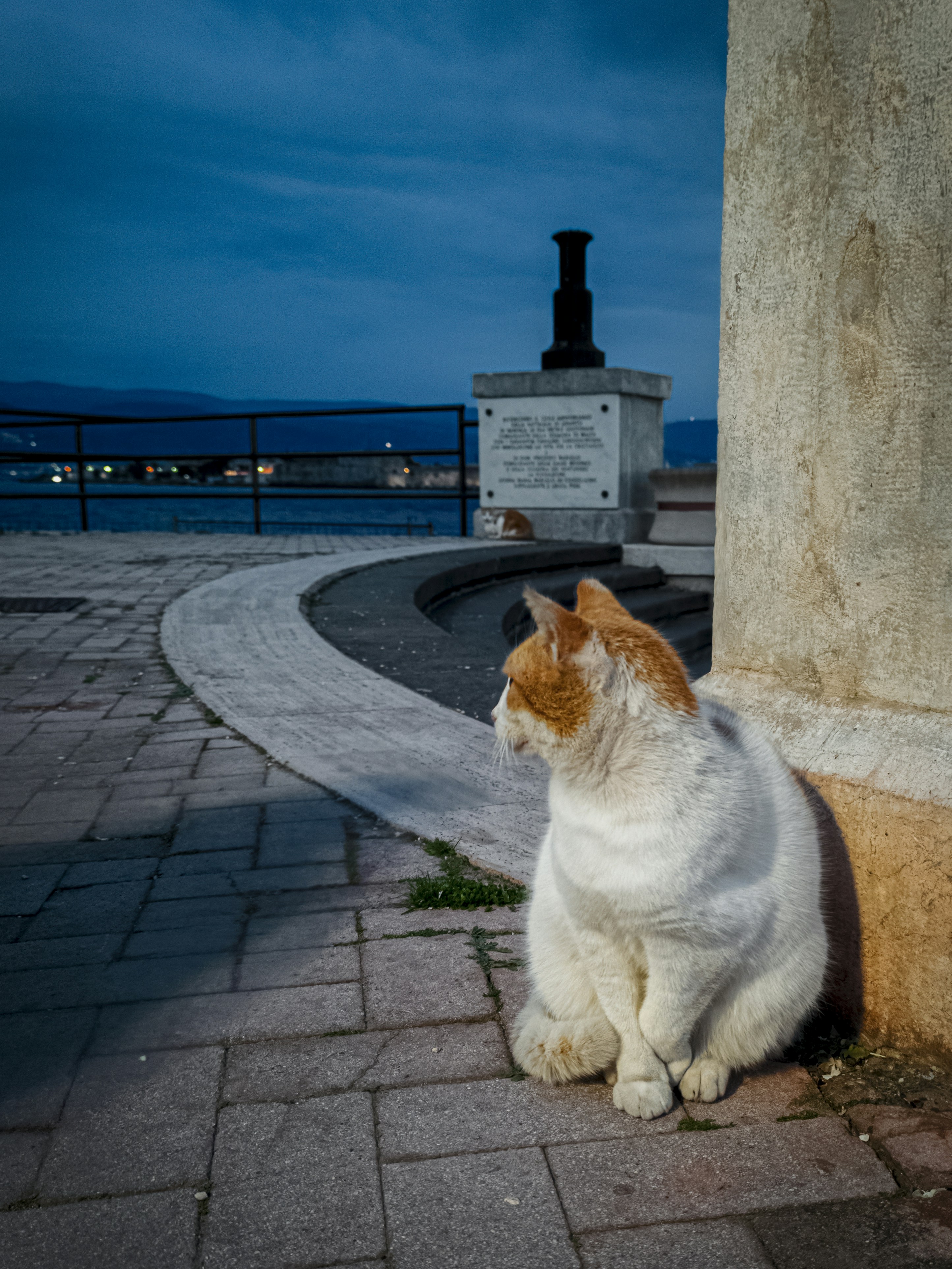 Cat by the Pier: Quiet Blue Hour Atop the Plaza