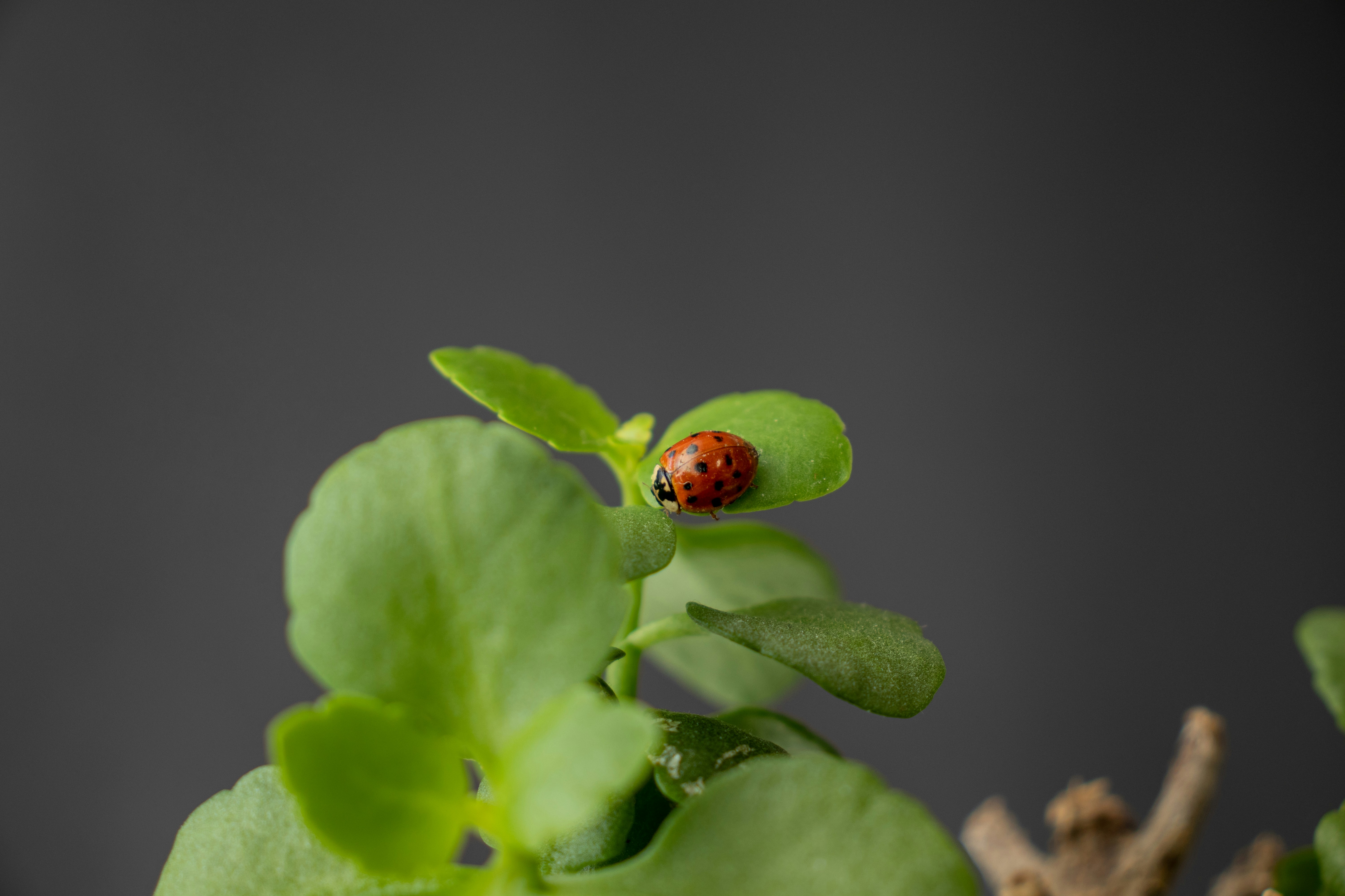 Scarlet Ladybug on a Jade Leaf Against a Slate Gray Backdrop