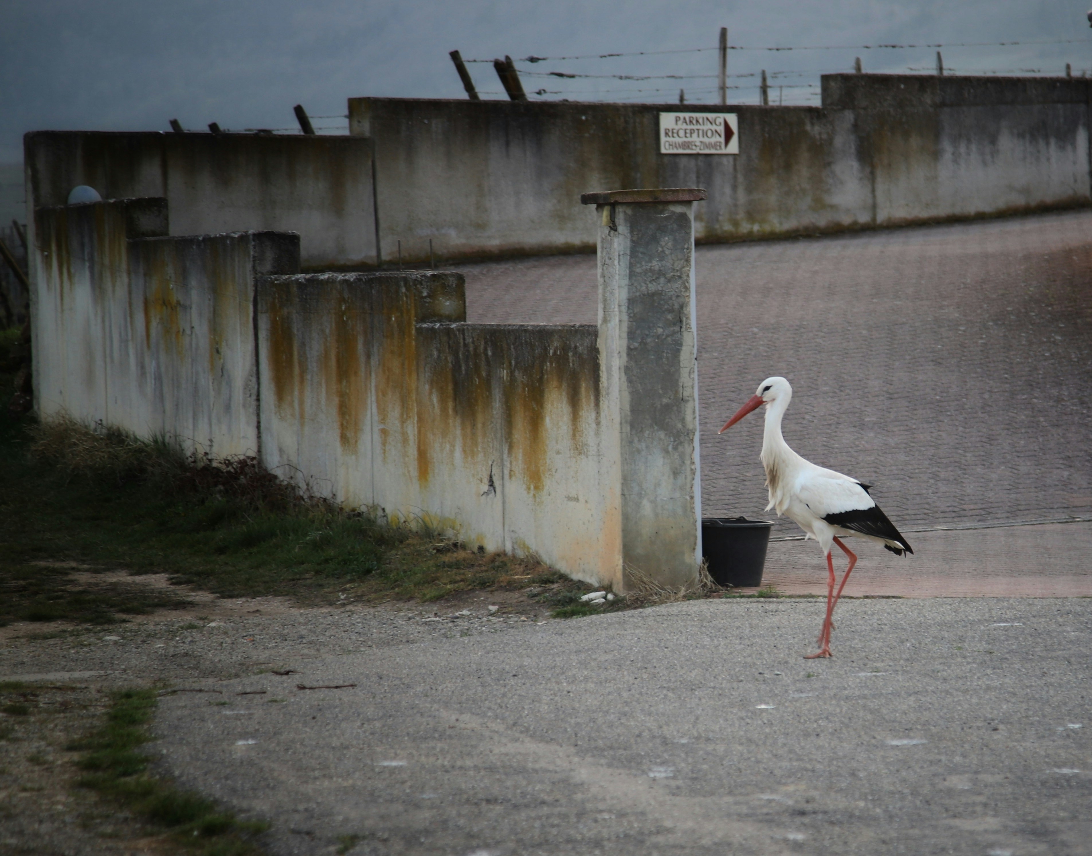 Stork on the Edge: Quiet Grace by a Weathered Barrier