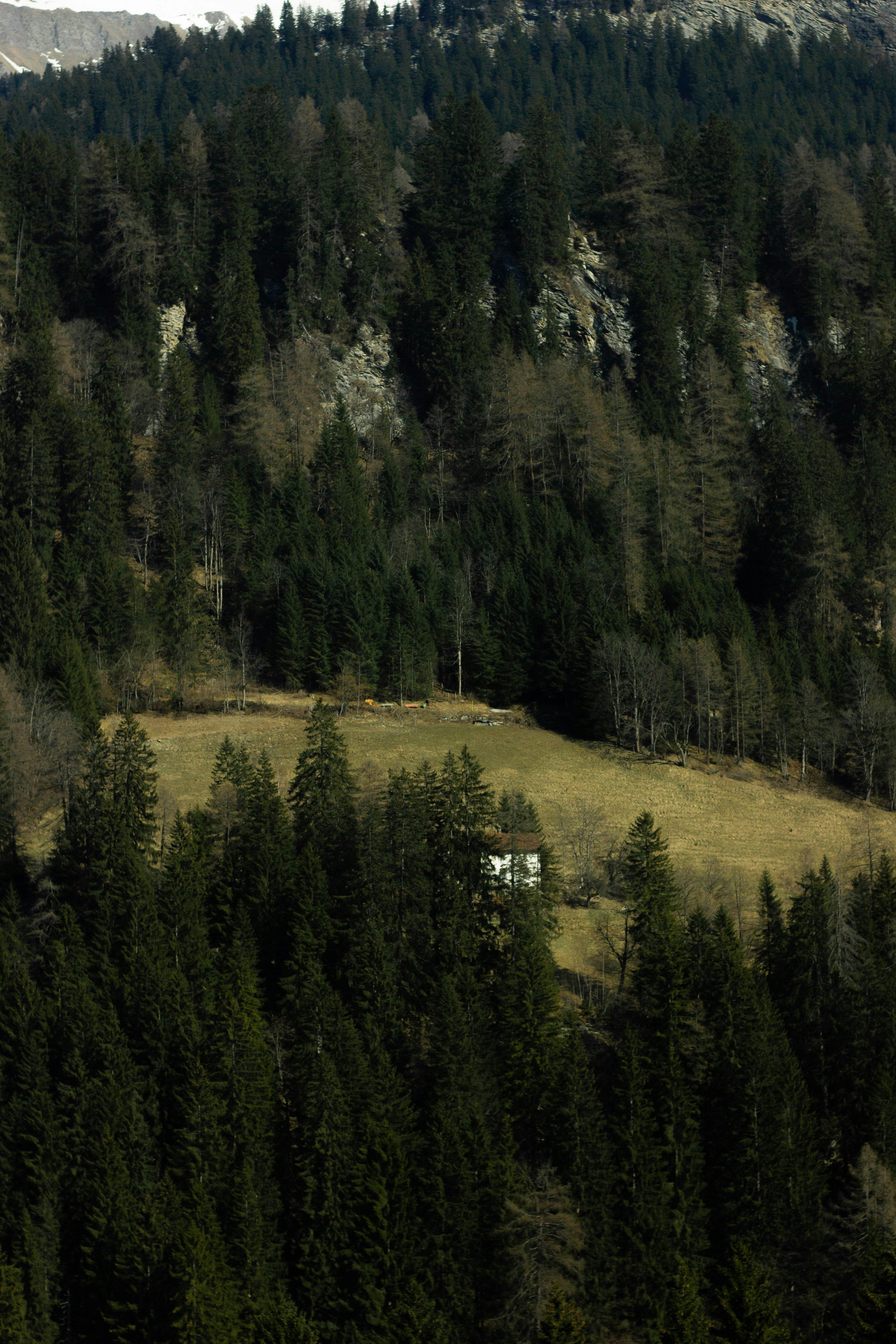 A secluded cabin nestled among dense coniferous trees in a serene alpine landscape, showcasing the harmony between human habitation and nature.