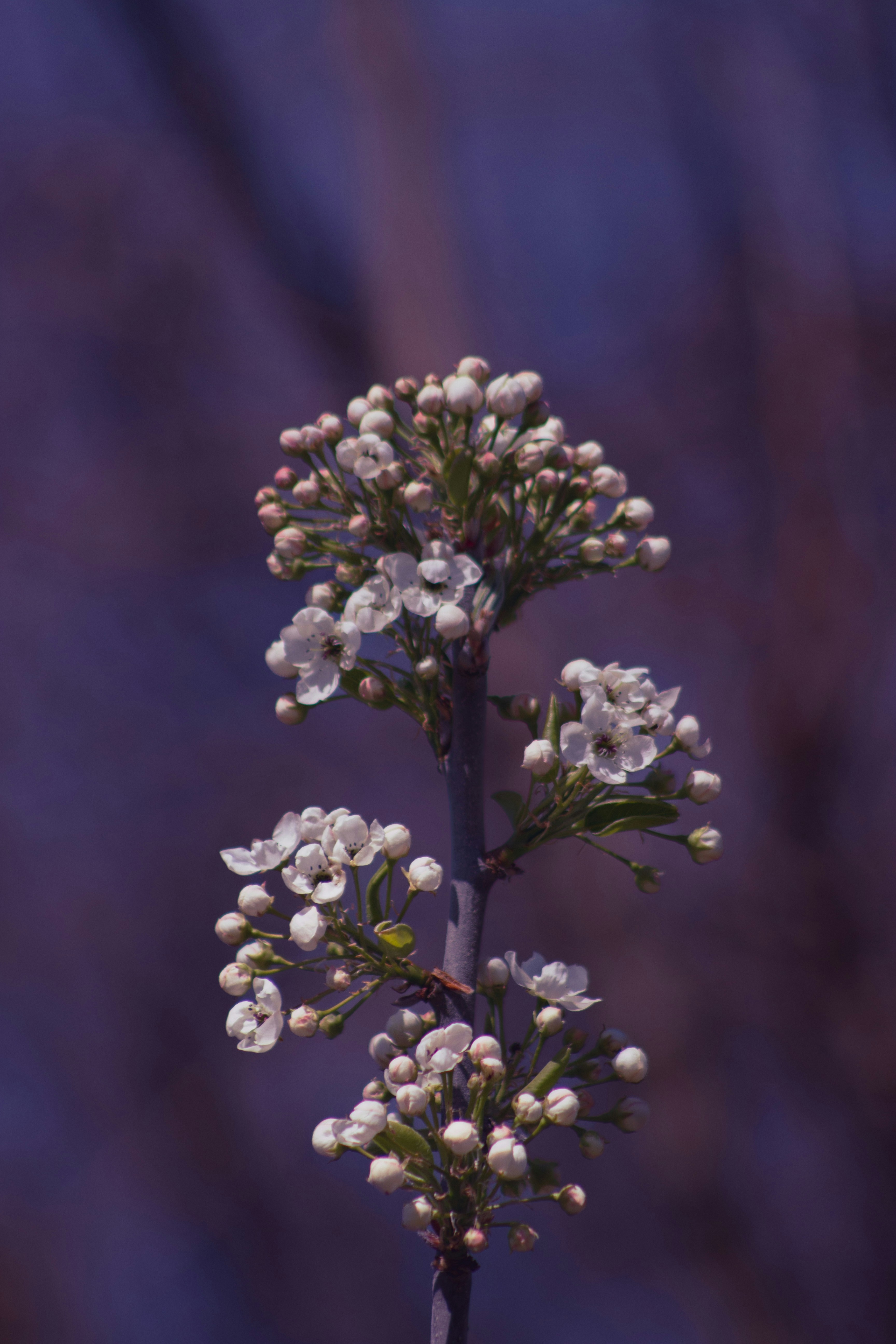 Floral Ignition: White Blossoms Against a Husky Purple Veil