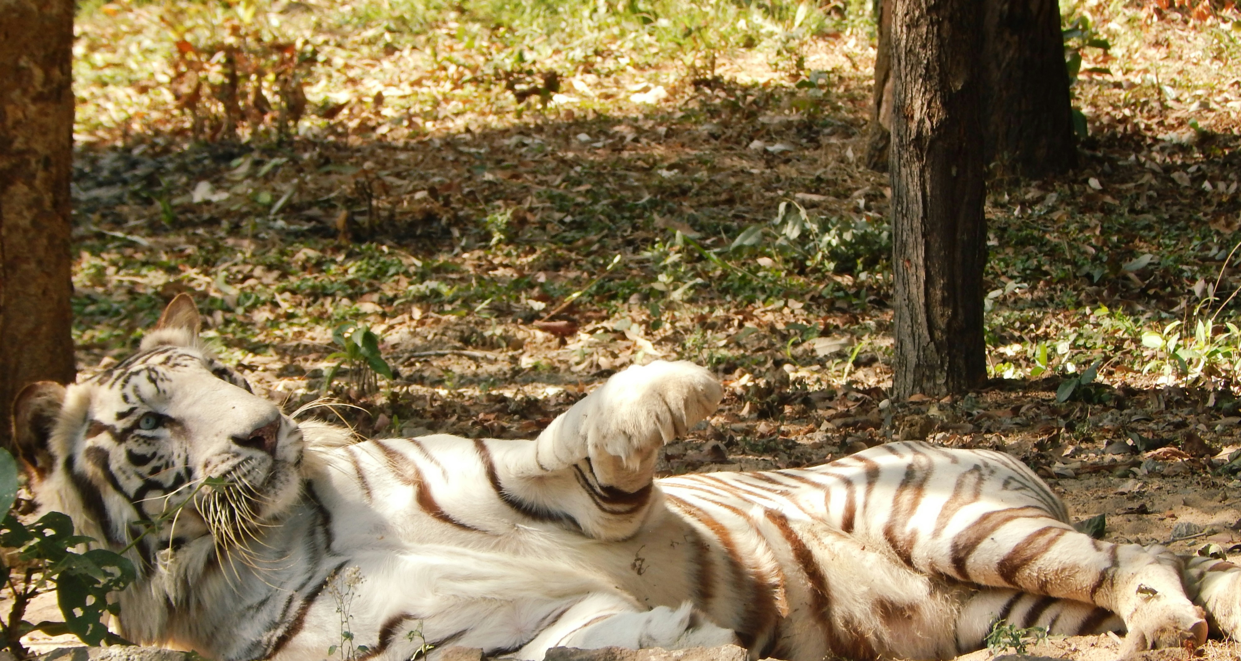 Sunlit Recline: Tiger at ease in a dappled forest clearing