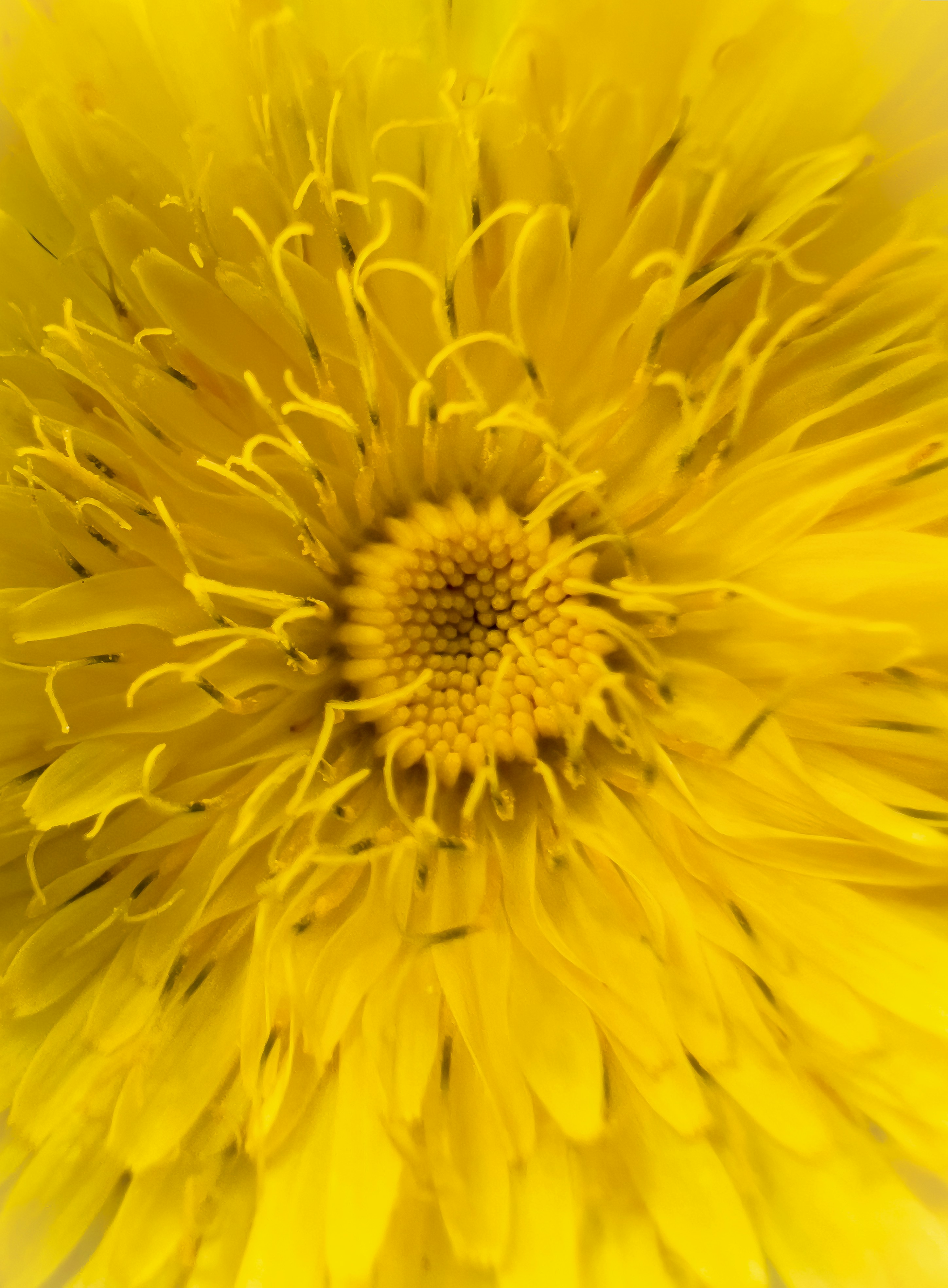 Close-up of a vibrant yellow dandelion flower, showcasing intricate petal structures and a detailed central cluster of stamens.