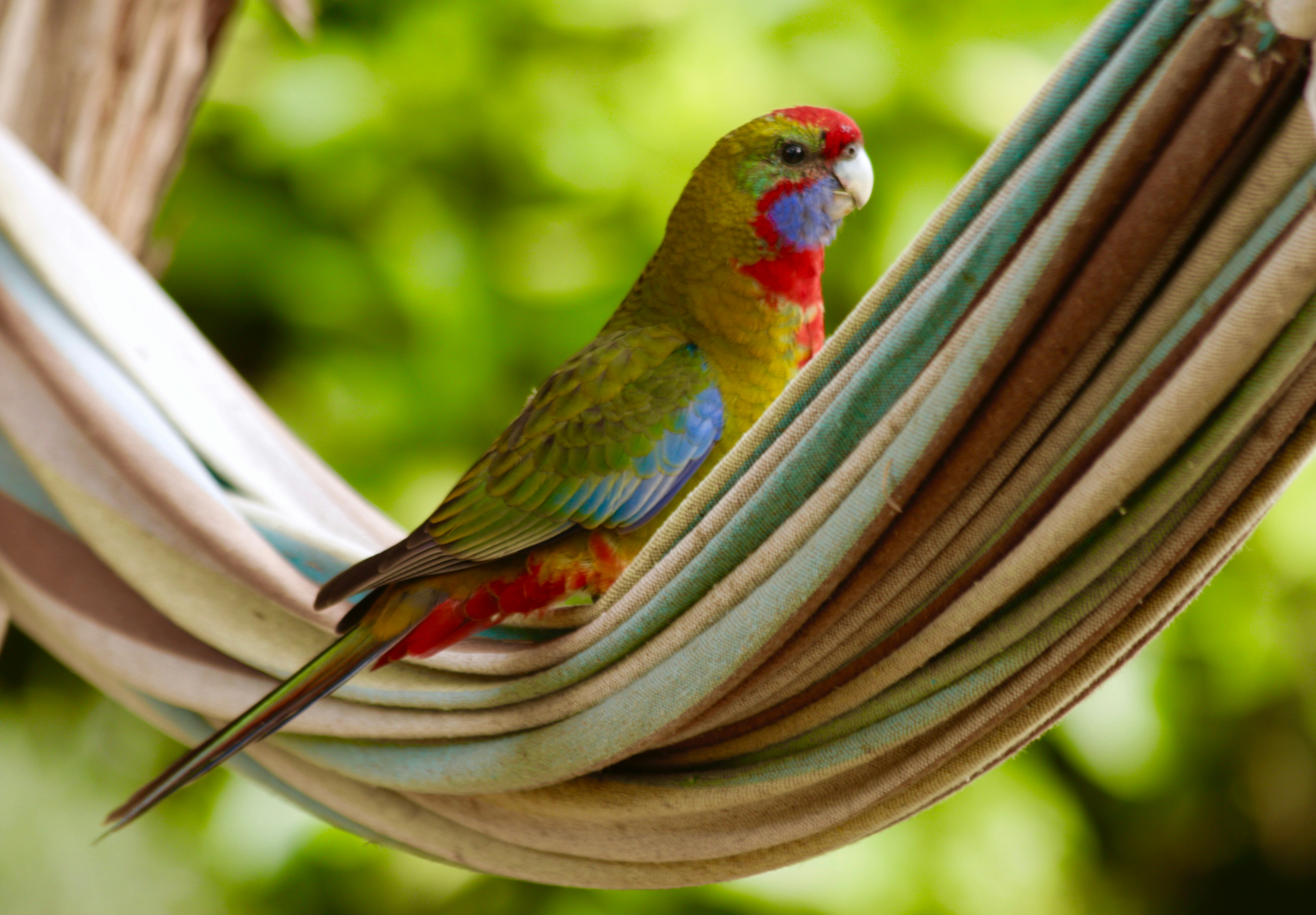  juvenile Rosella Bird on Hammock