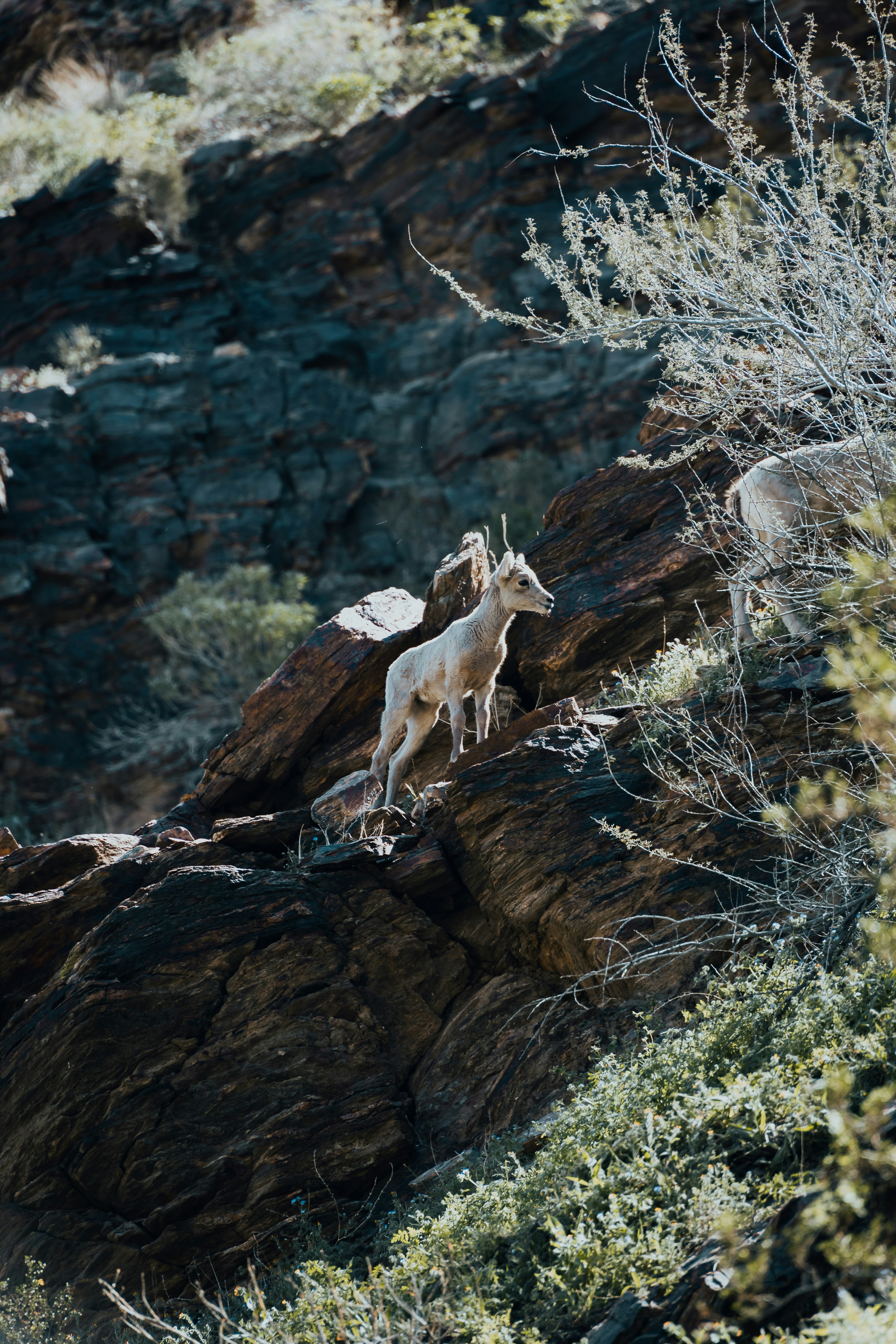 a goat on a cliff 