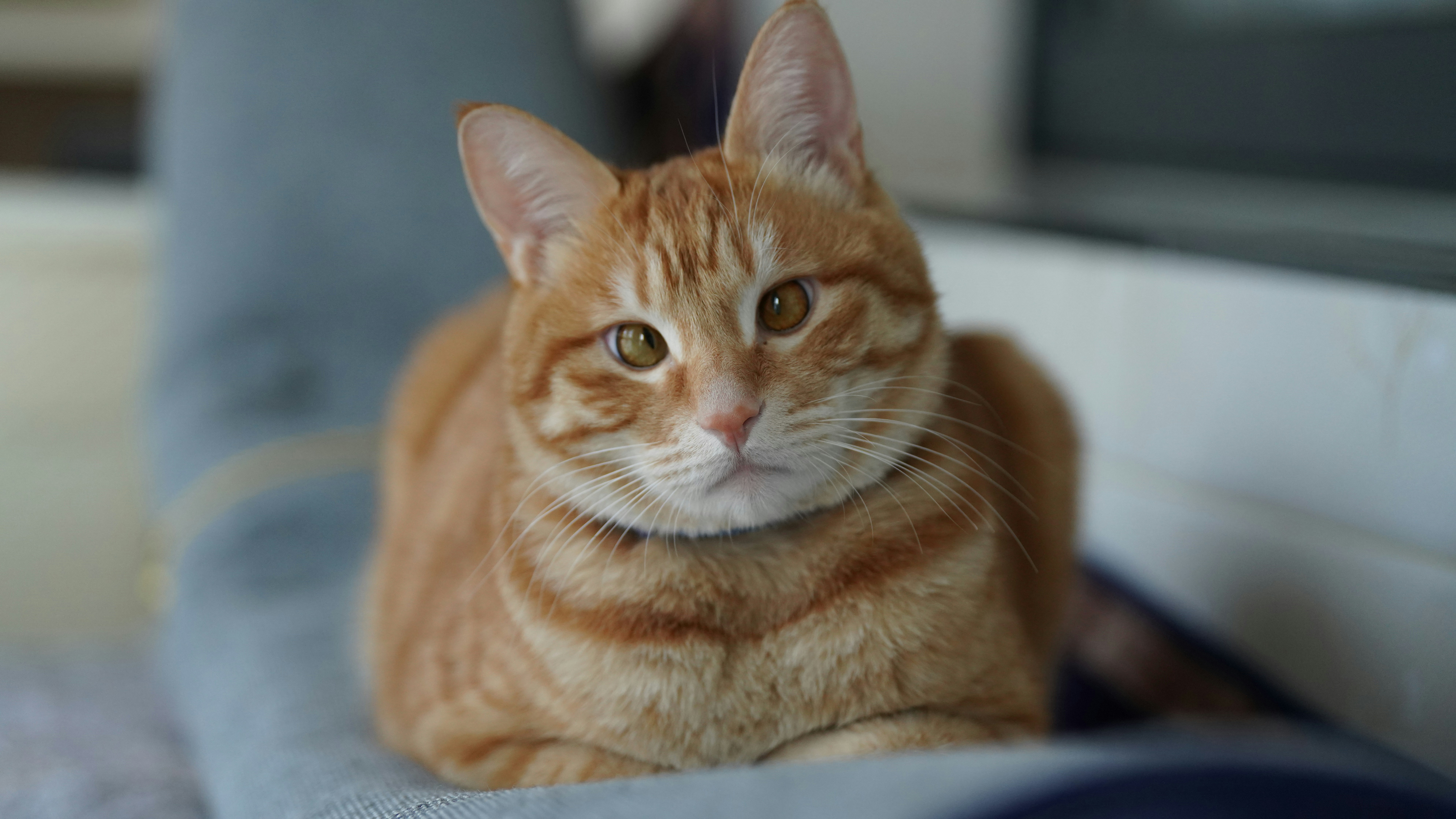 Amber Gaze: Close-Up of a Contented Ginger Tabby