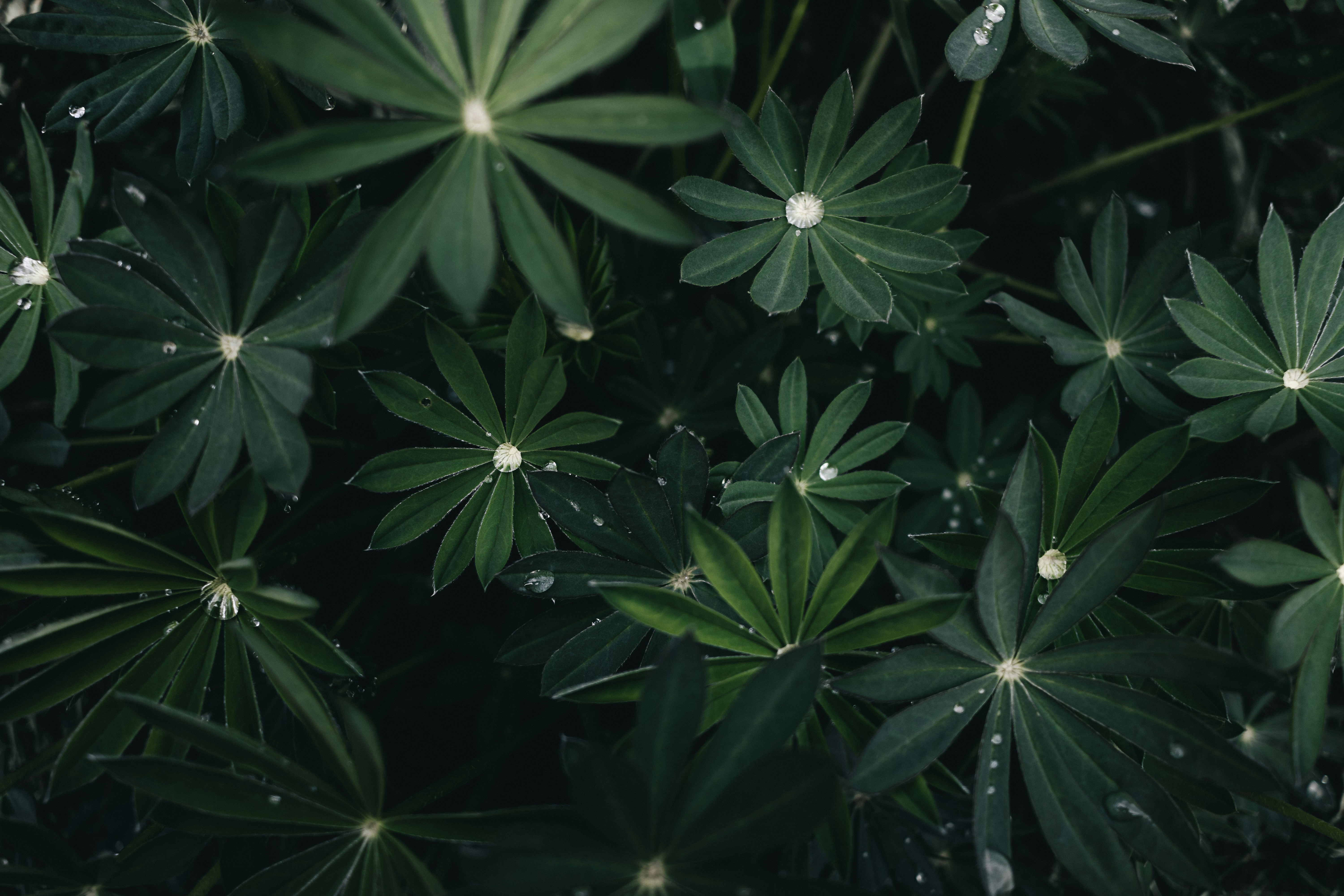Dew-Kissed Star Leaves: Quiet Geometry in Green