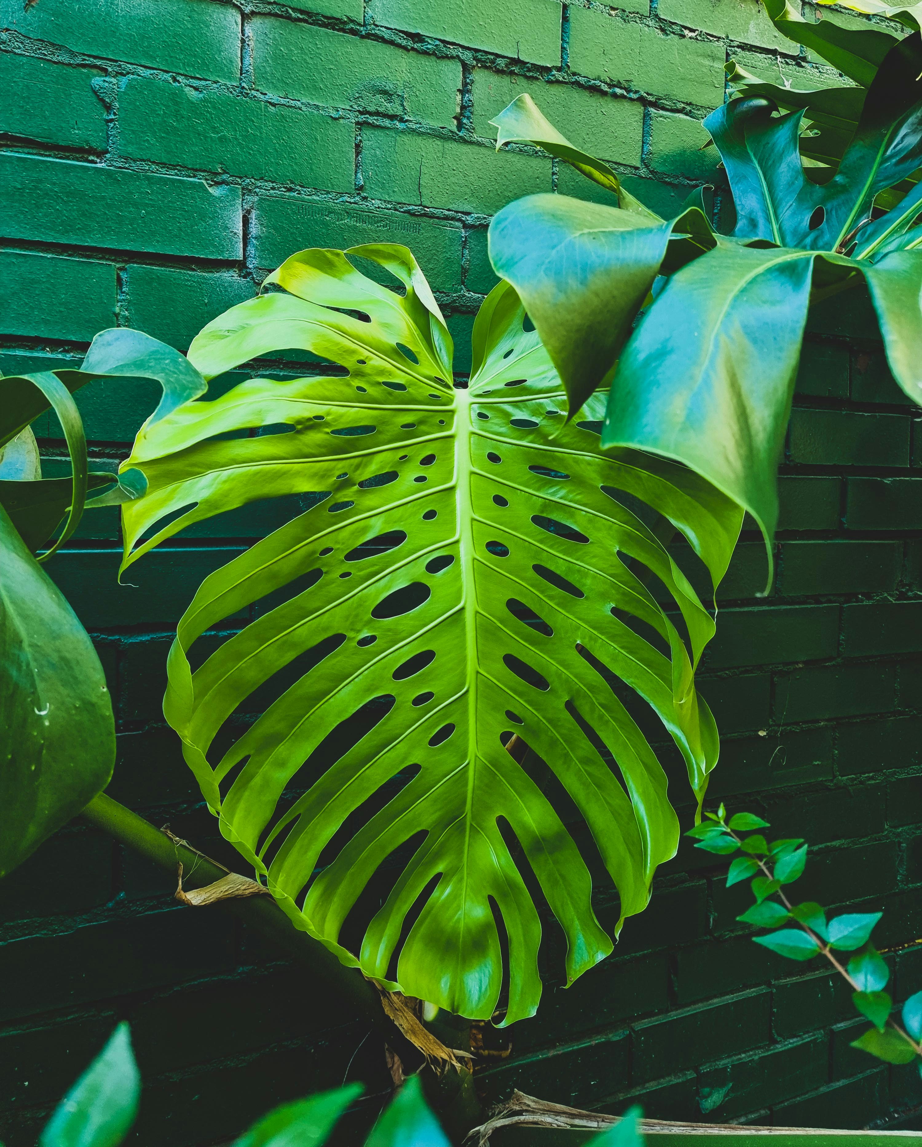 Close-up of a Monstera deliciosa leaf with its signature fenestrations against a green brick wall.