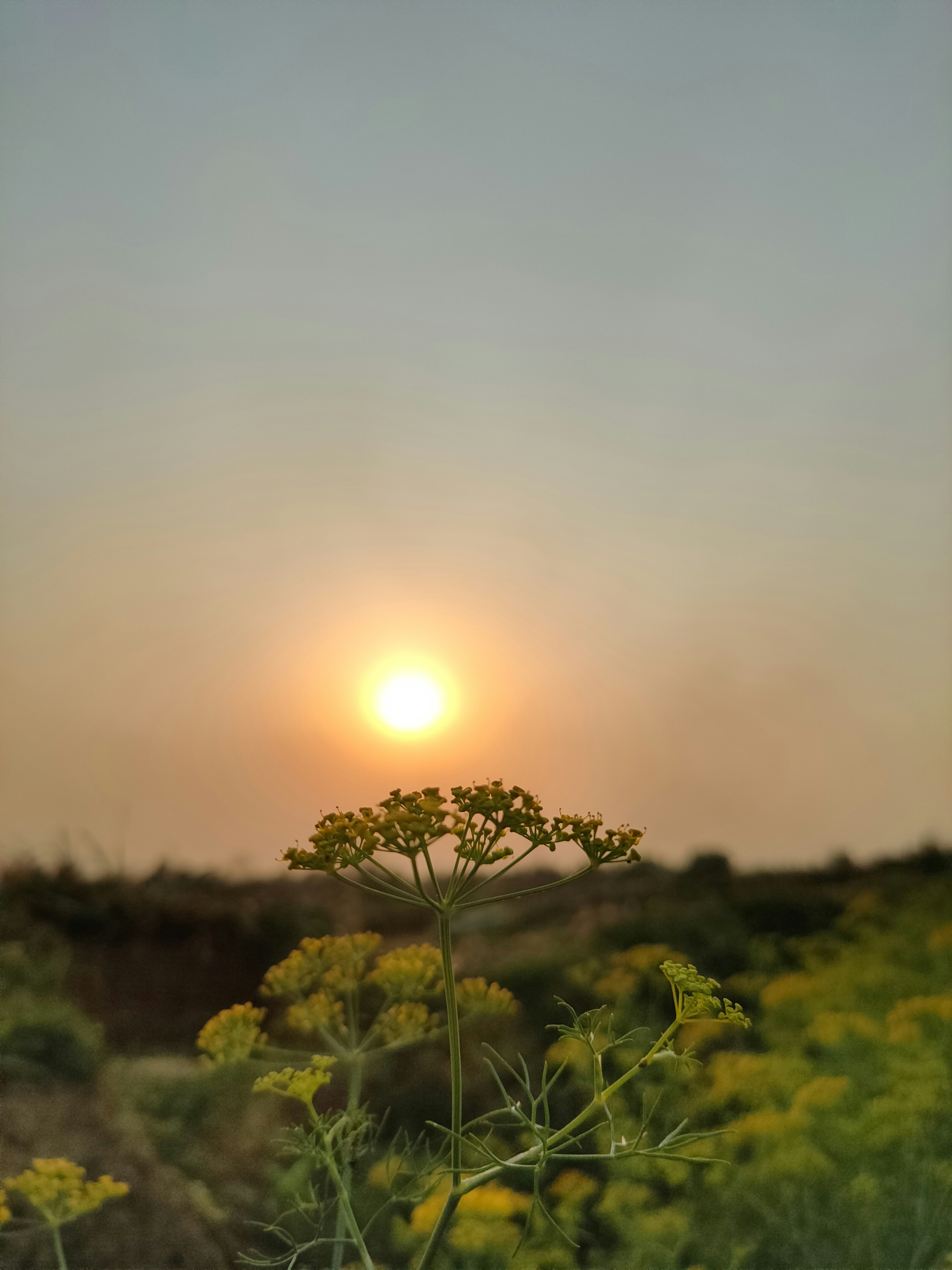 A photograph featuring a delicate umbel in the foreground with a hazy sunset on the horizon. The soft warm light creates a shallow depth of field, focusing on the plant while the background glows.