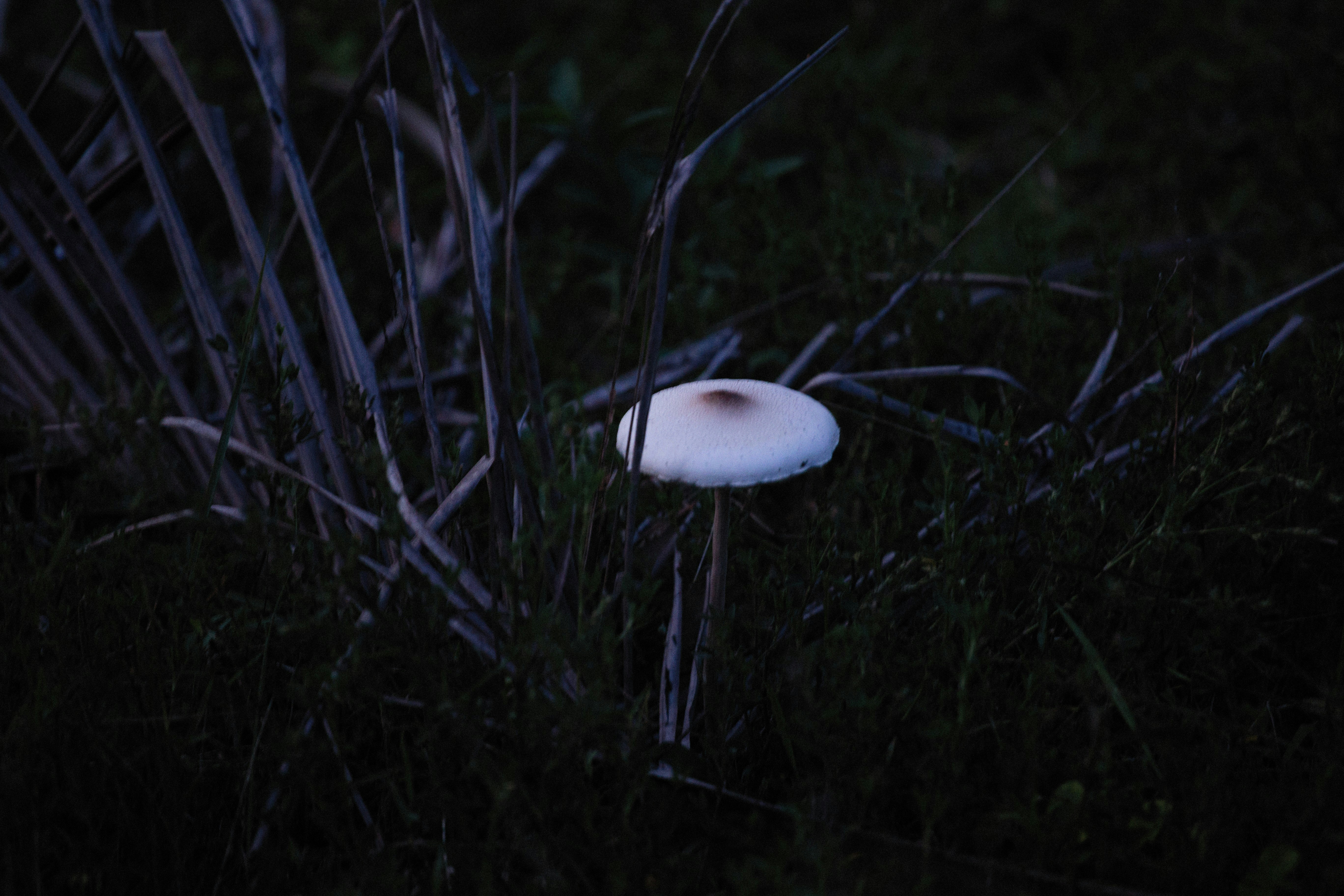 a mushroom growing in the grass