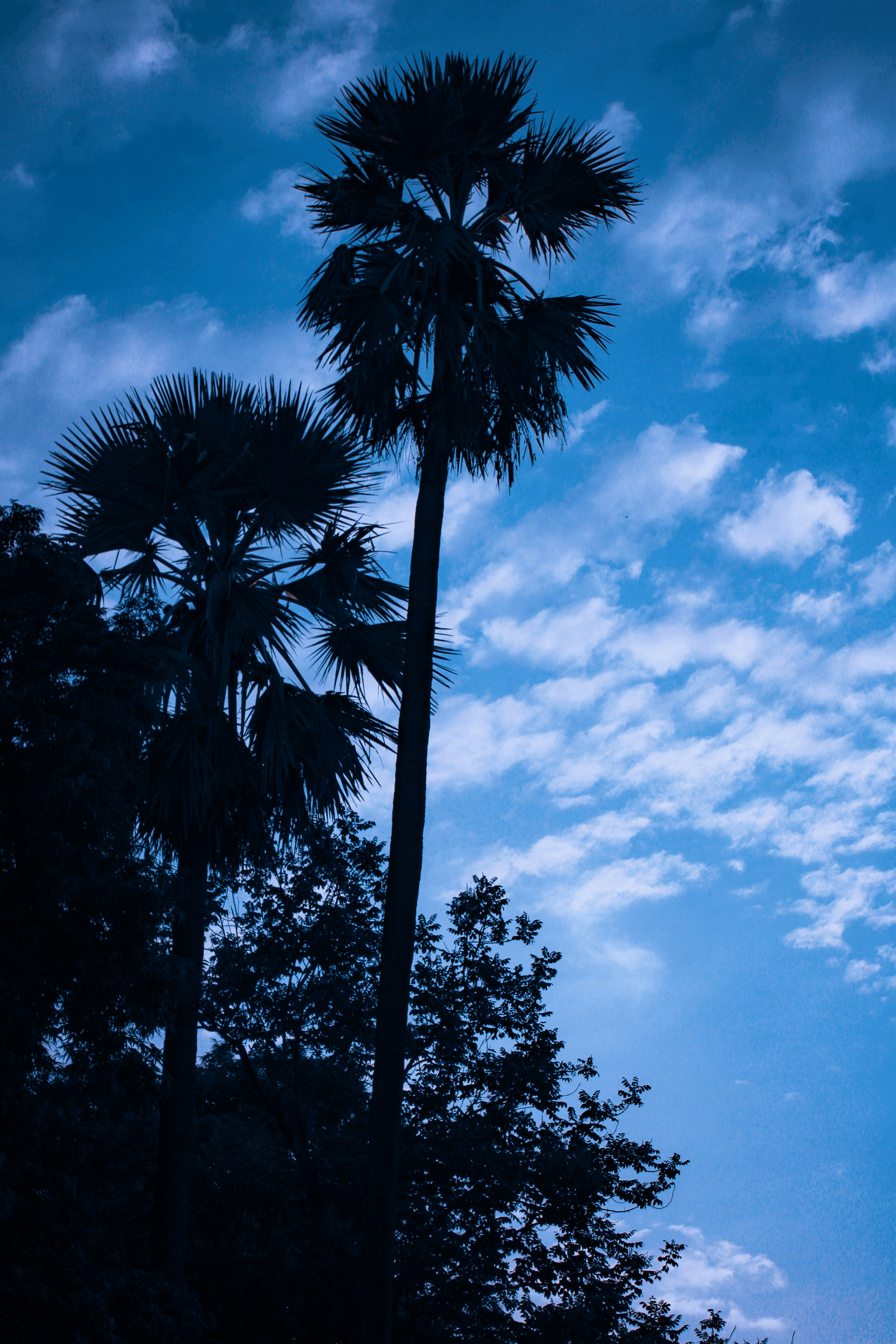 Cobalt Canopy: Tall Palms Against a Cerulean Sky