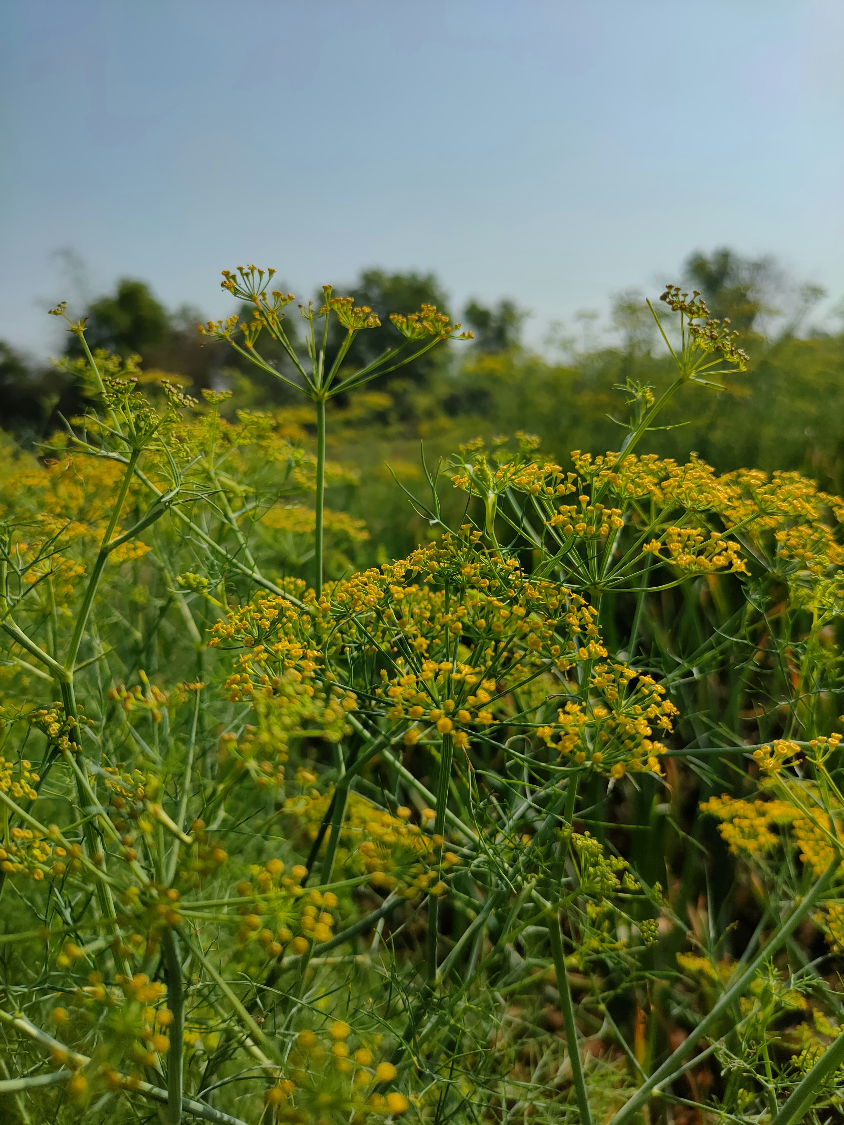 Sunlit Umbel Field: Golden Blooms Reach for a Clear Sky