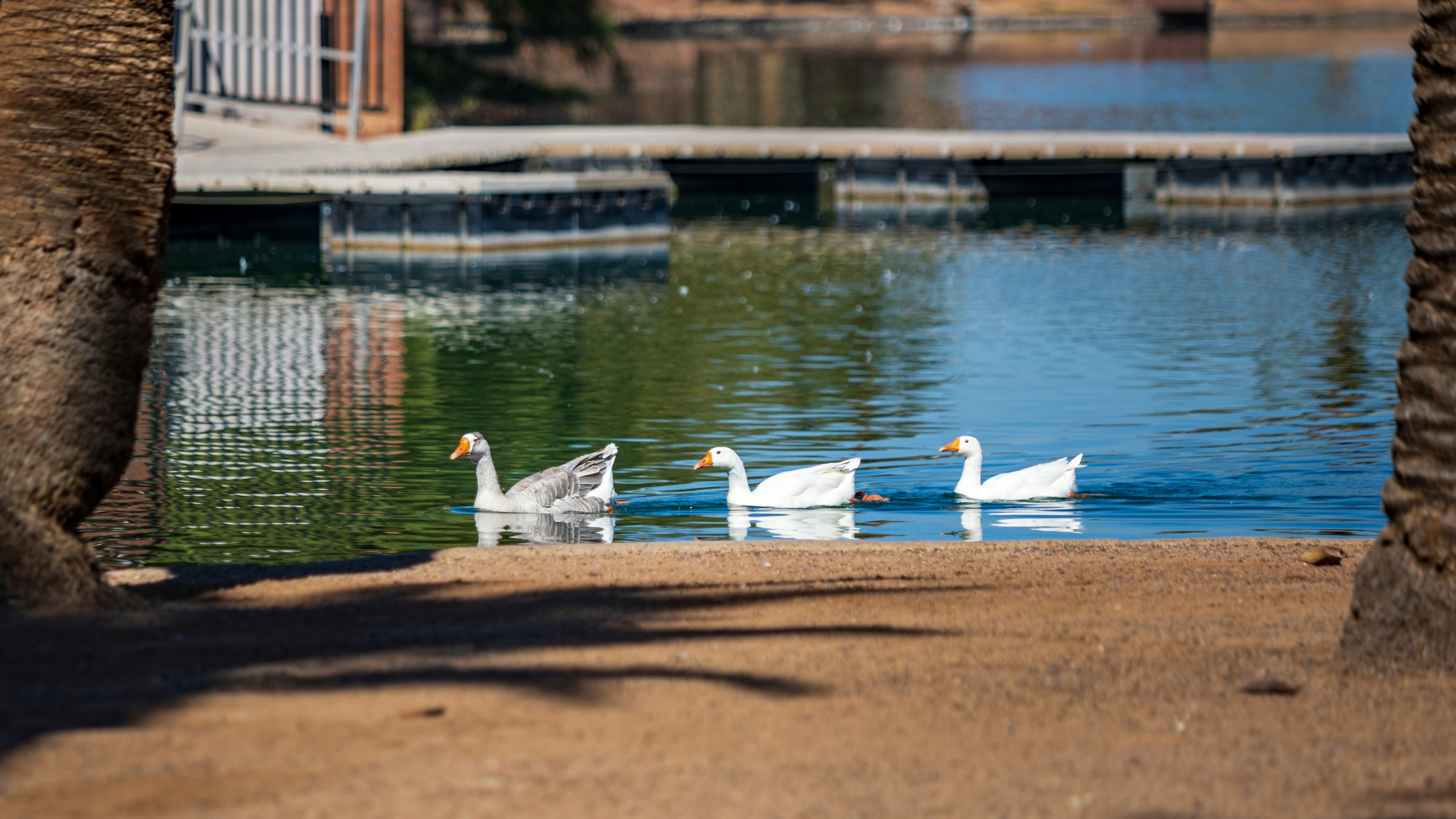 A group of white ducks on a dock by a body of water photo – Free Bird ...