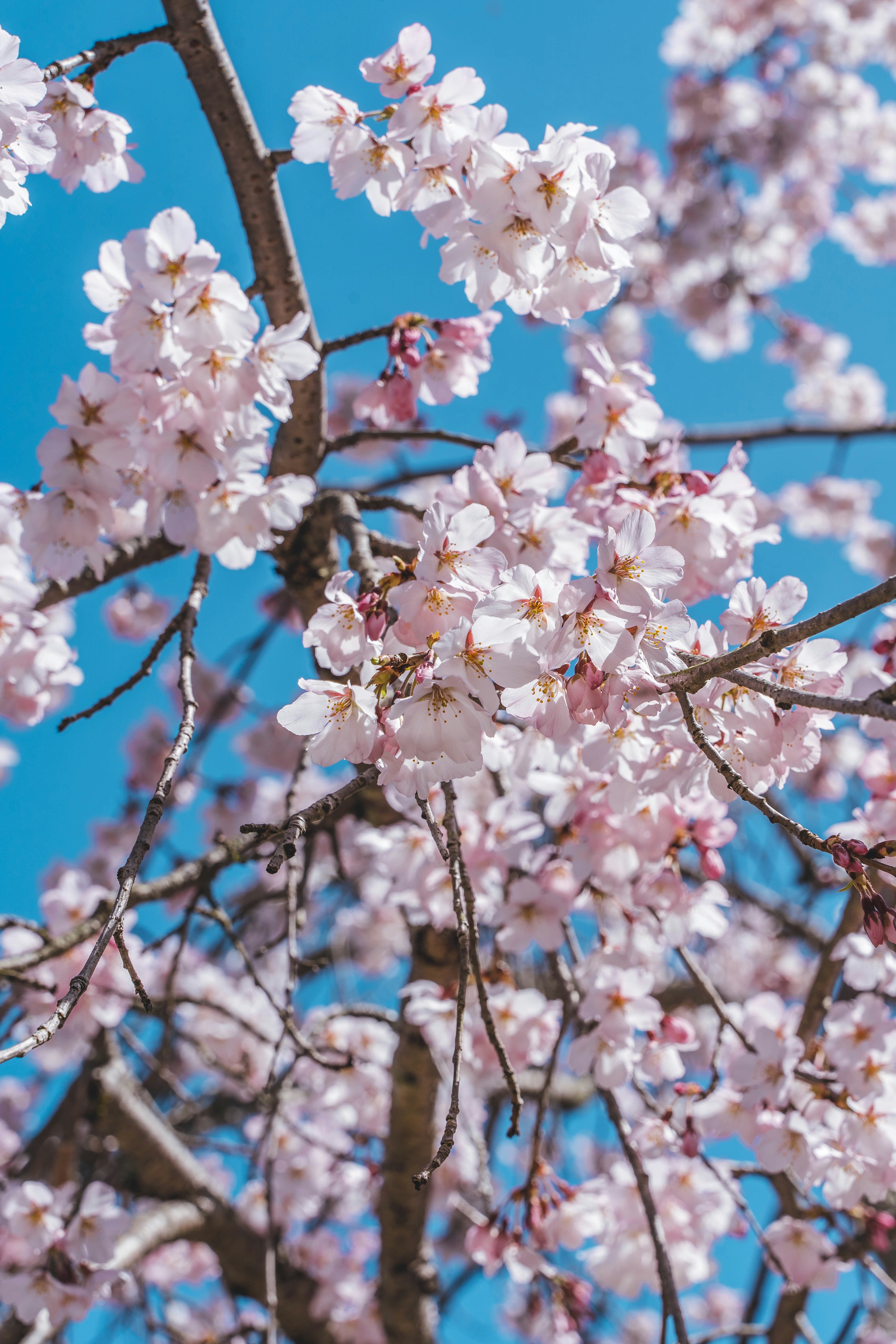 Delicate cherry blossoms bloom against a clear blue sky, showcasing the beauty of spring's arrival.