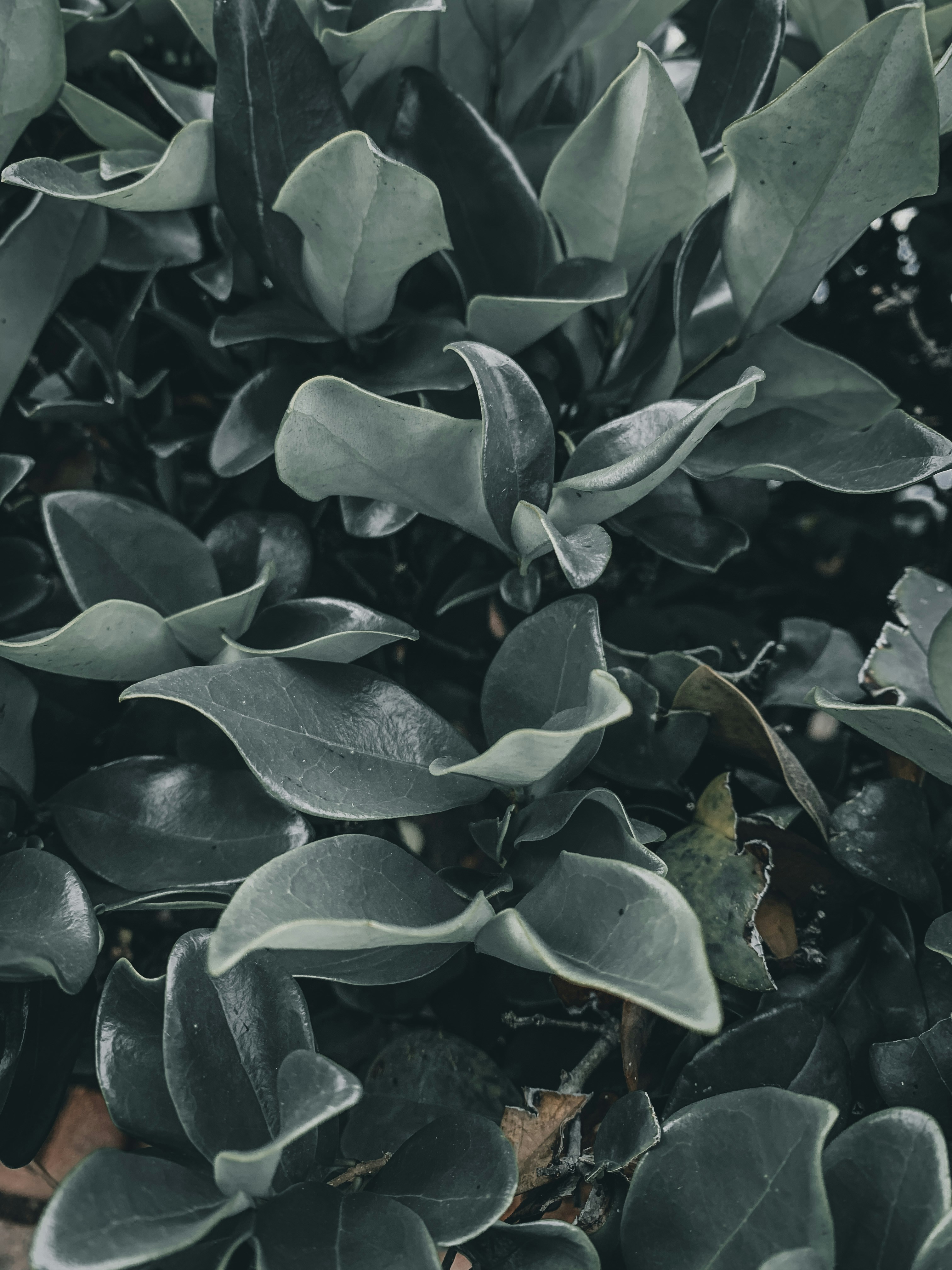 Close-up of lush, green leaves intermingling in a dense arrangement, showcasing their unique shapes and textures.