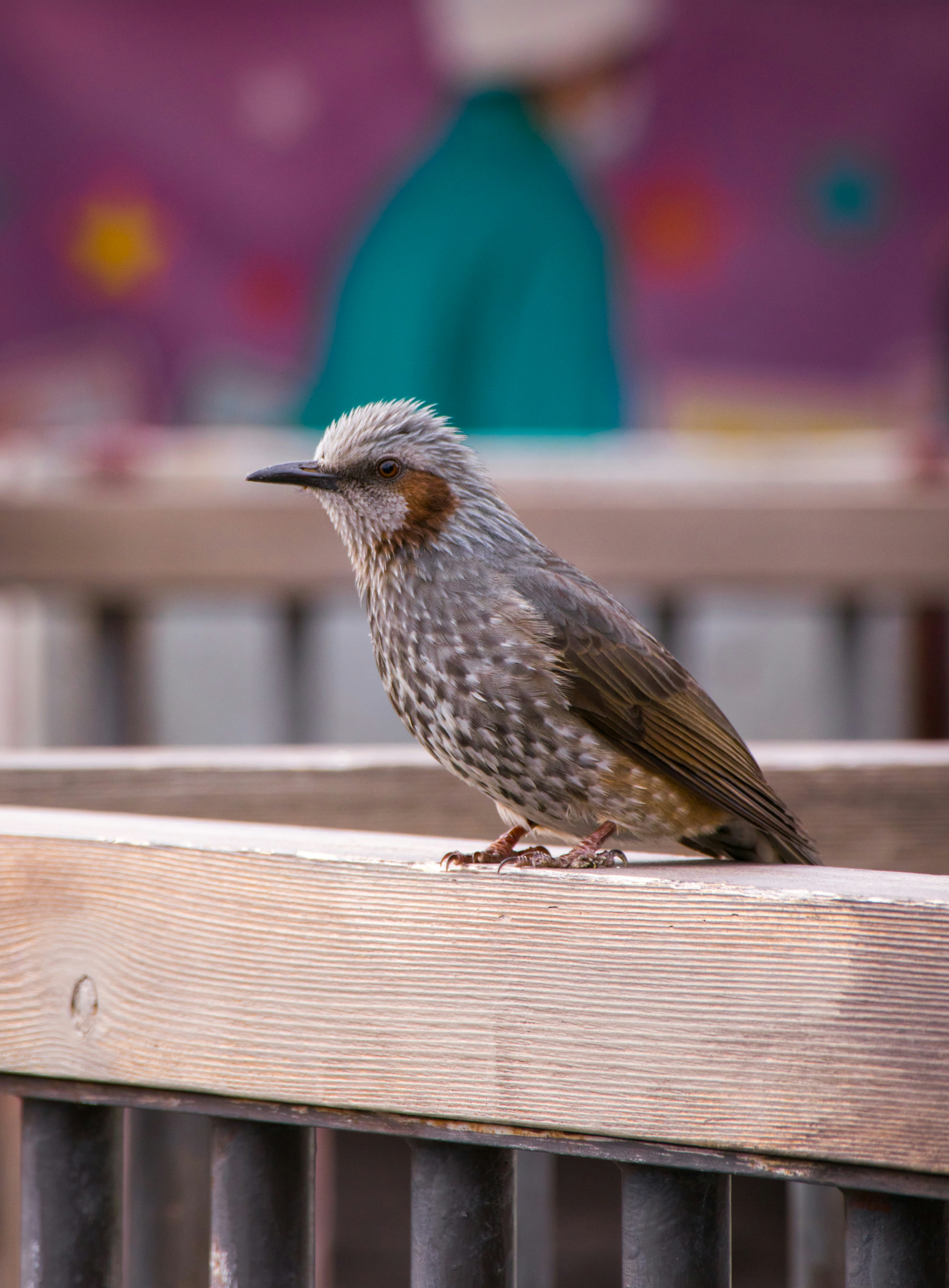 A bird perched on a wooden railing, showcasing its intricate feather patterns against a vibrant, blurred background.