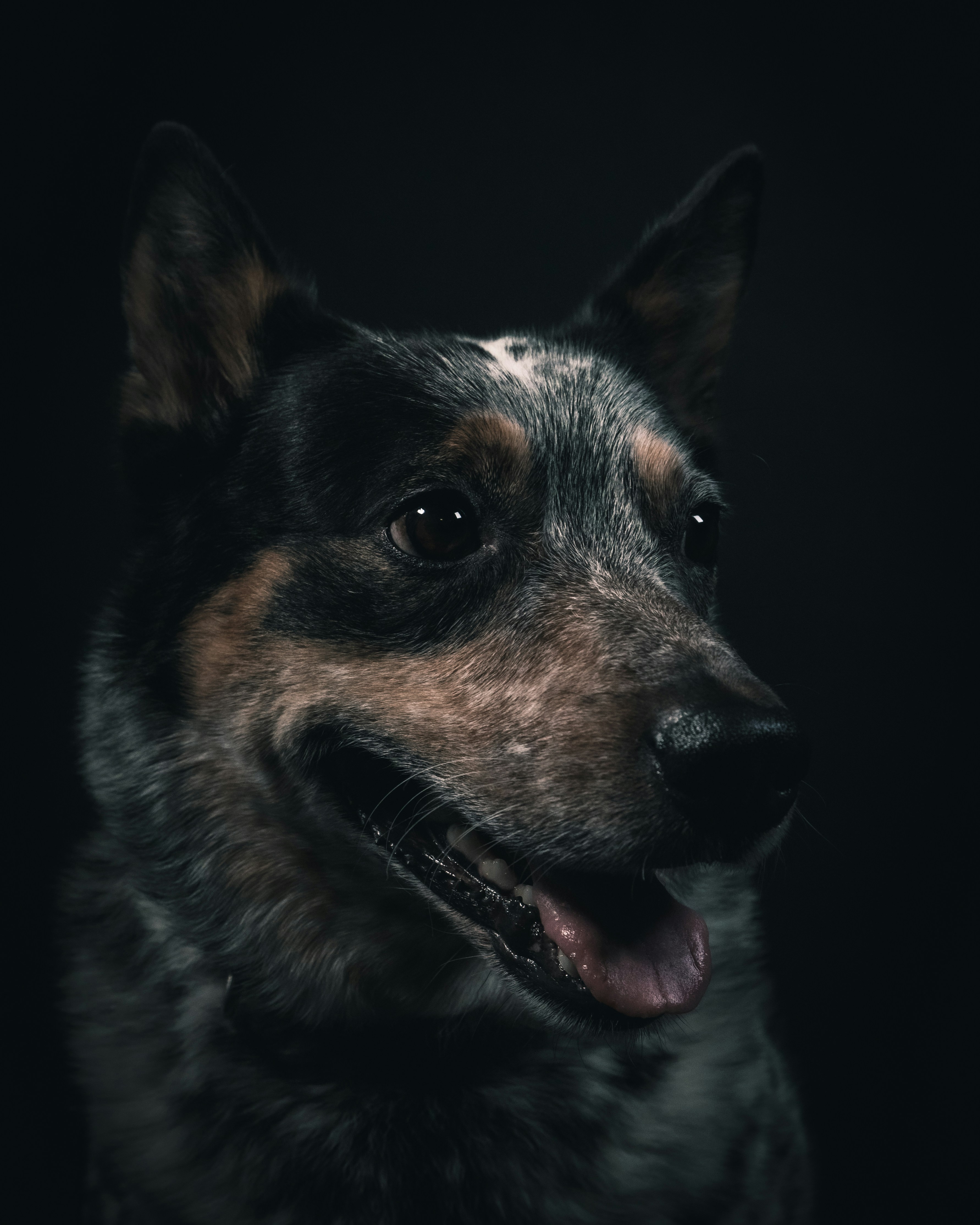 Dog Pictures | Download Free Images on Unsplash