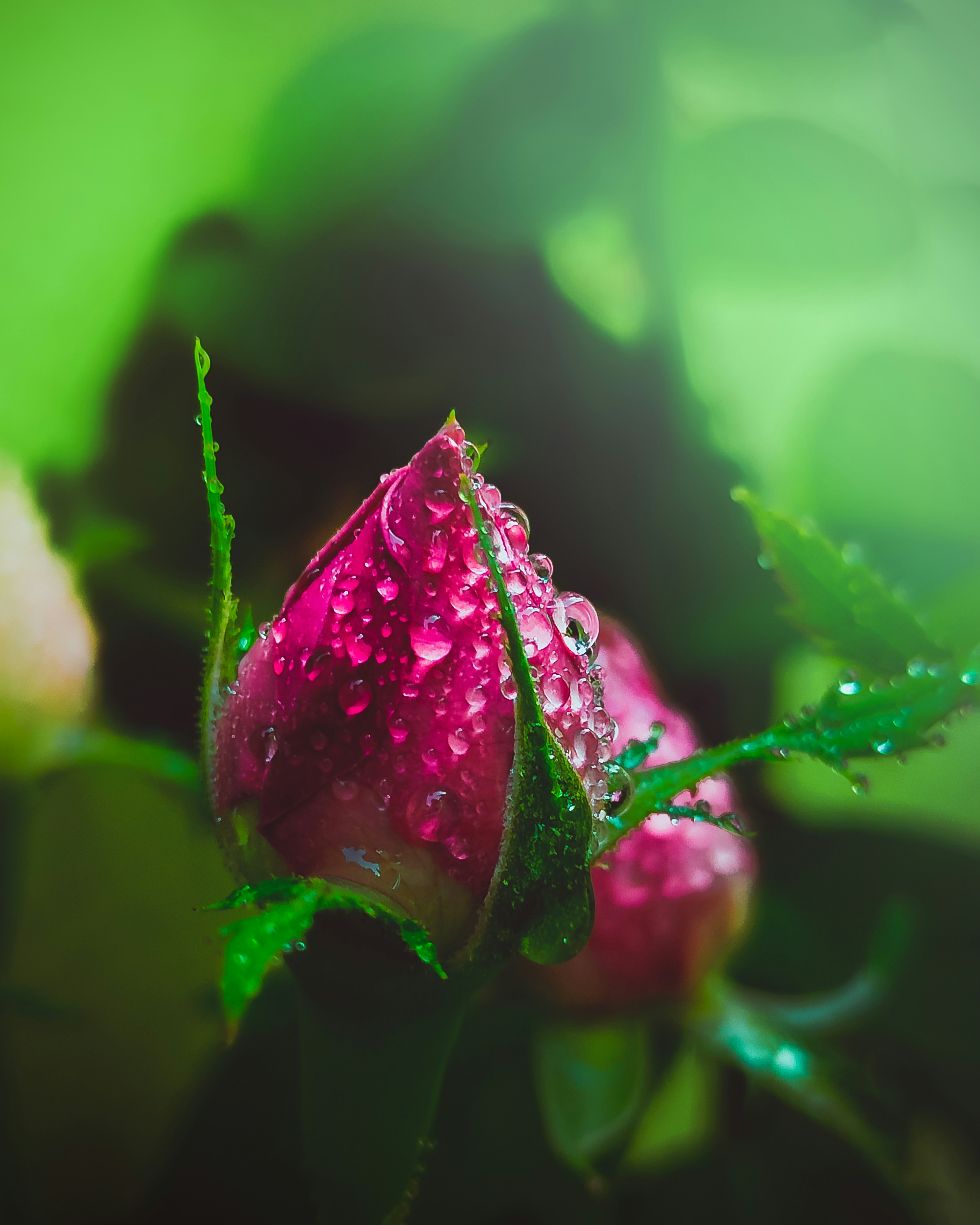 Pink rosebud covered in raindrops surrounded by vibrant green leaves.