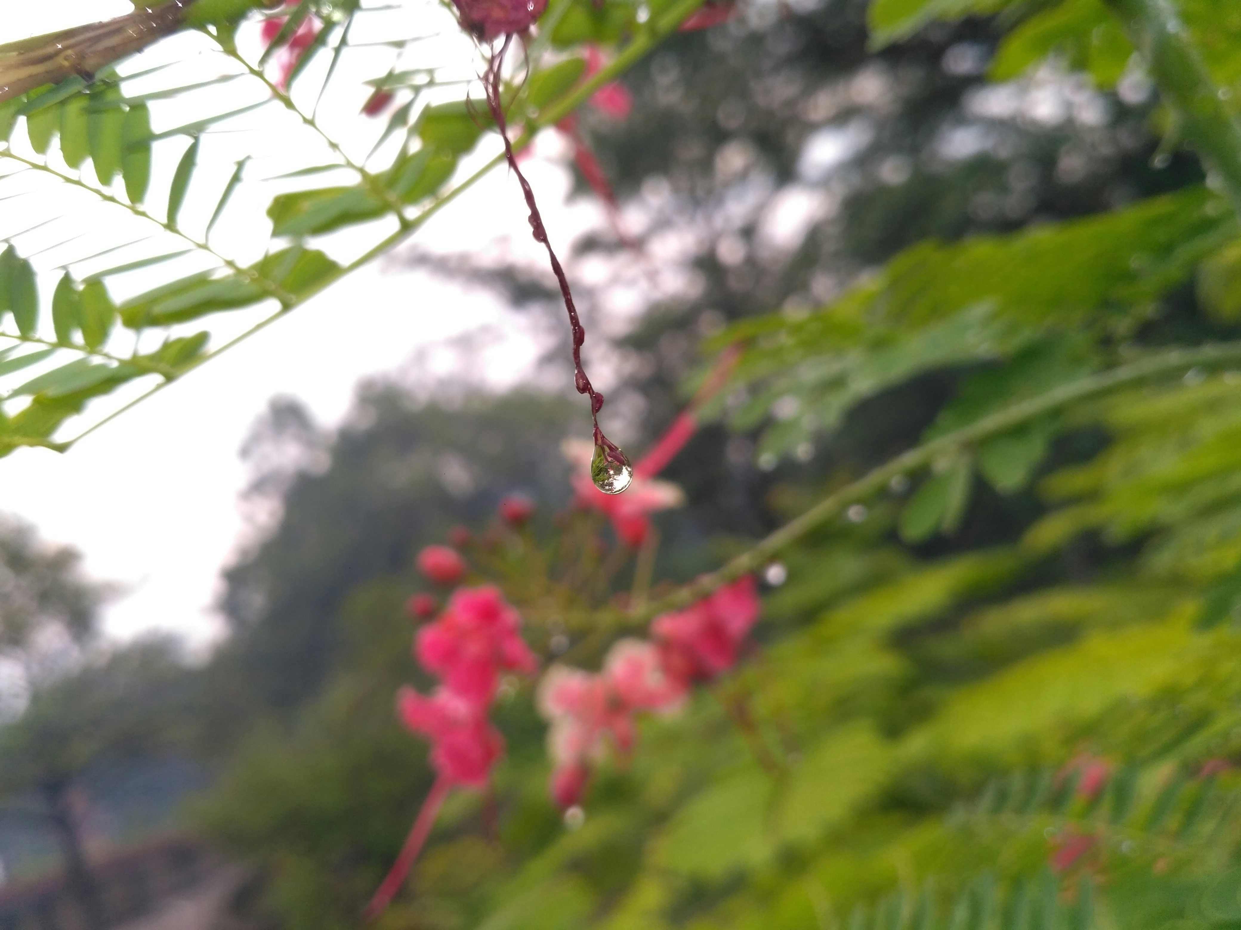 Pink flowers with dew drops hanging from a branch against a blurred green and gray background.