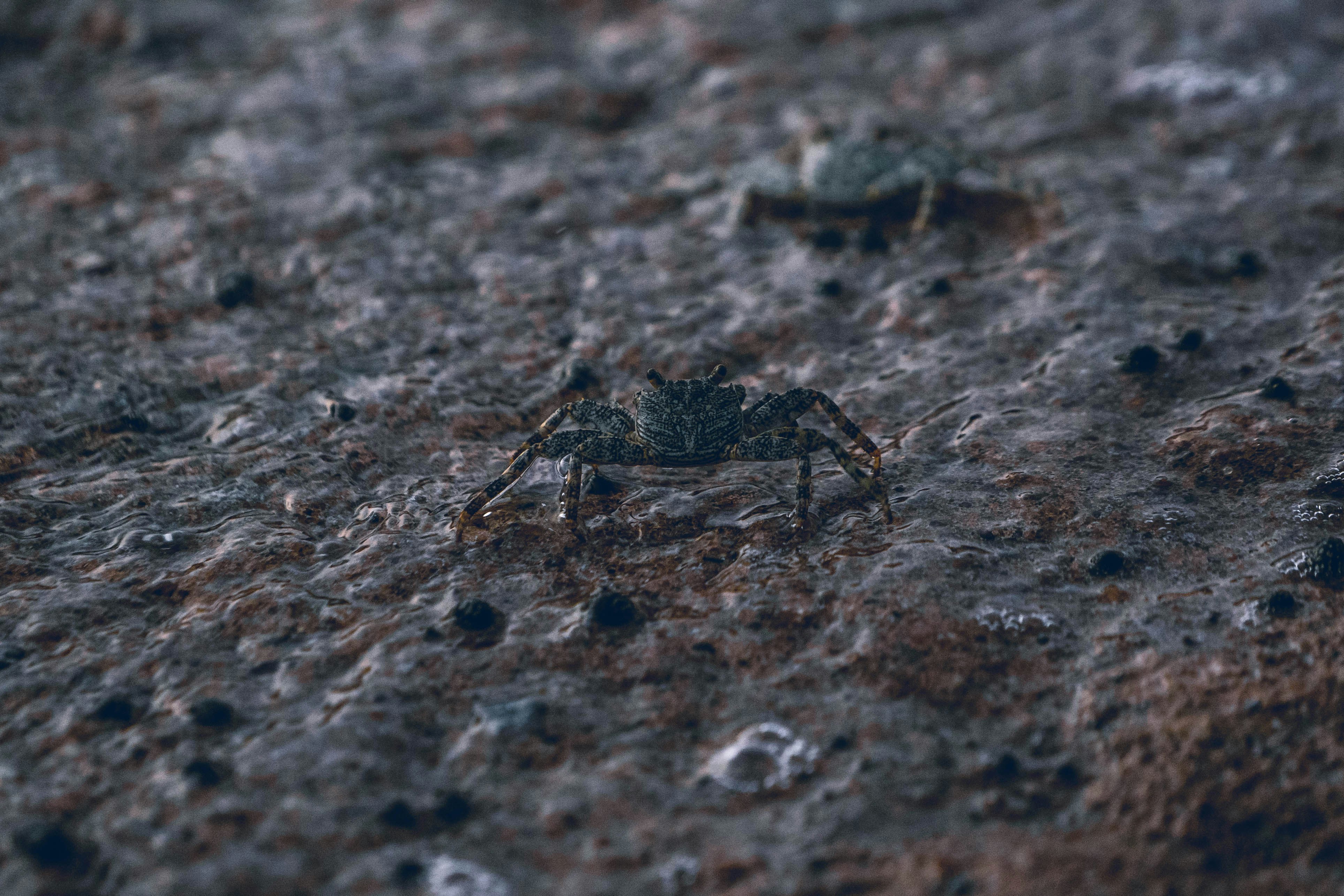Mud-Speckled Shore Crustacean Standing Sentinel
