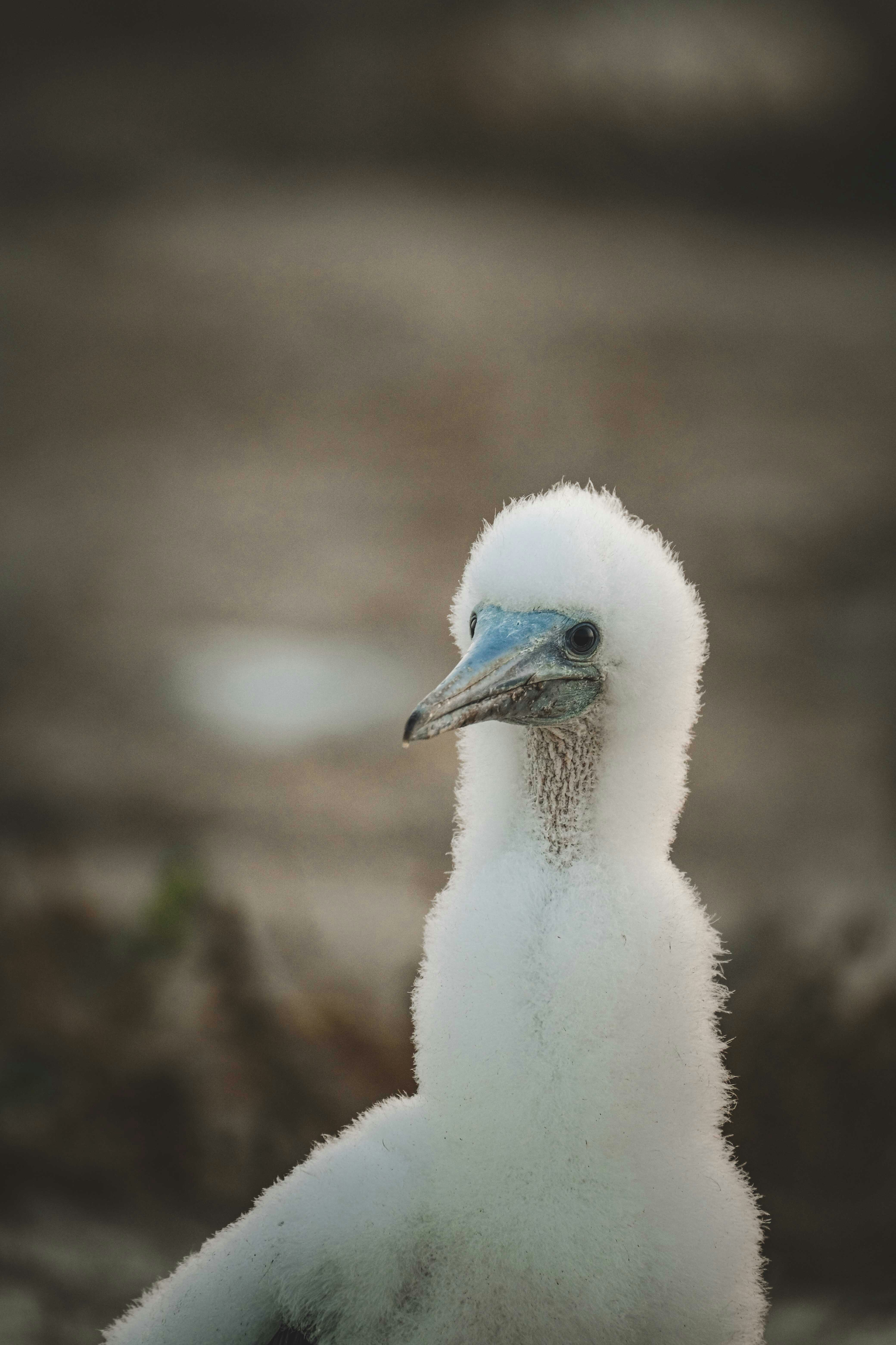 a white bird with a blue head